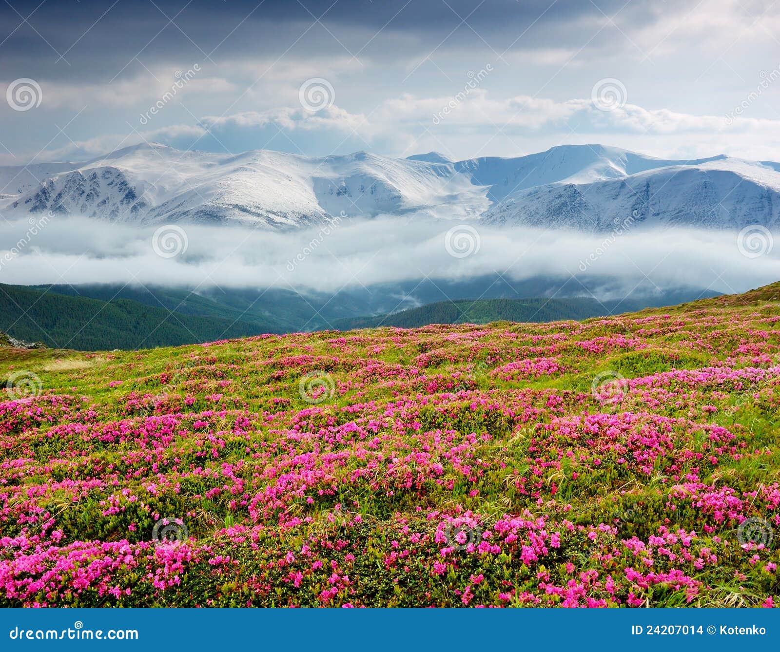 Spring Landscape with the Cloudy Sky and Flower Stock Photo - Image of ...