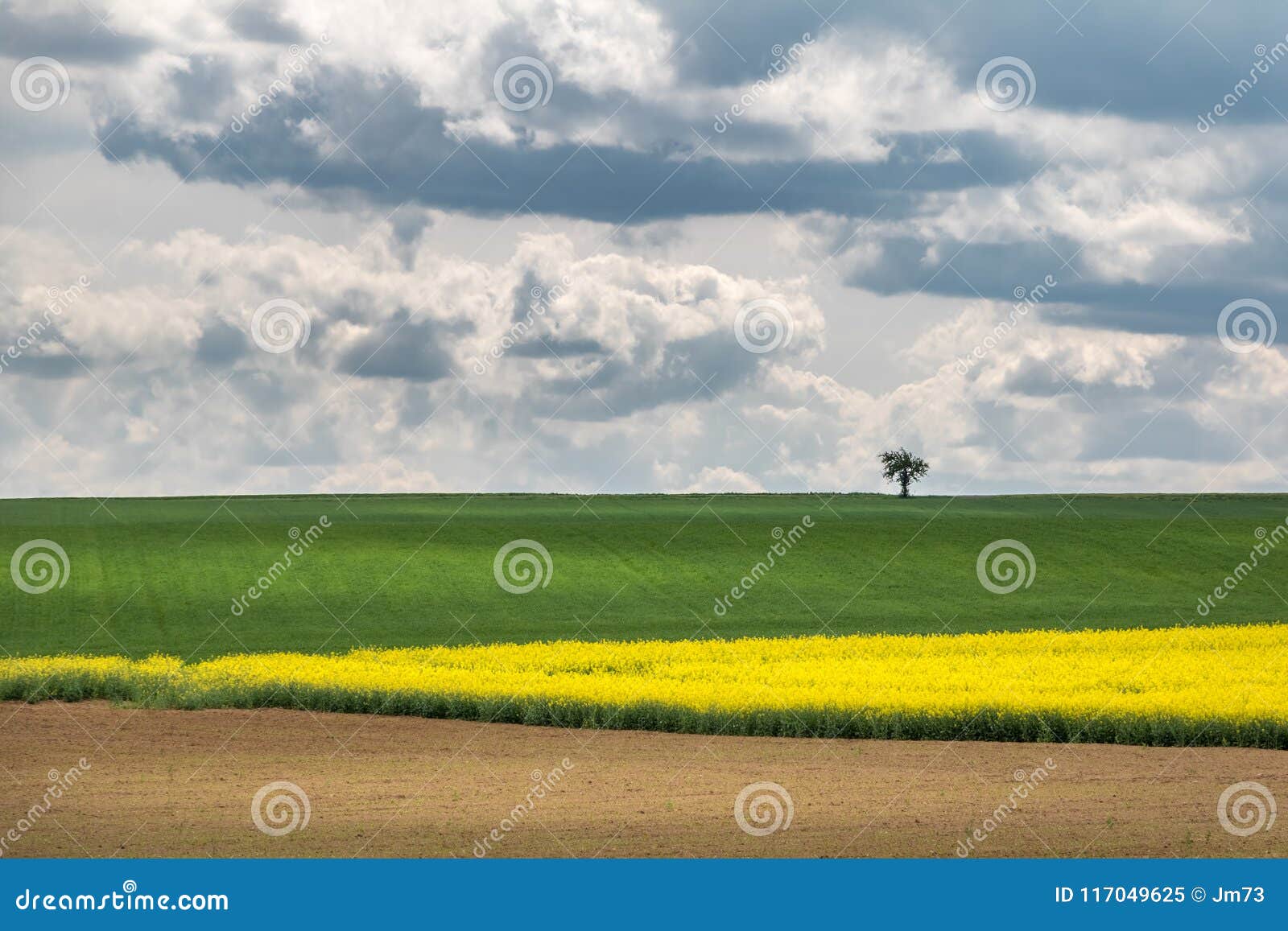 Spring Landscape with Colorful Fields and Solitaire Tree Stock Image ...