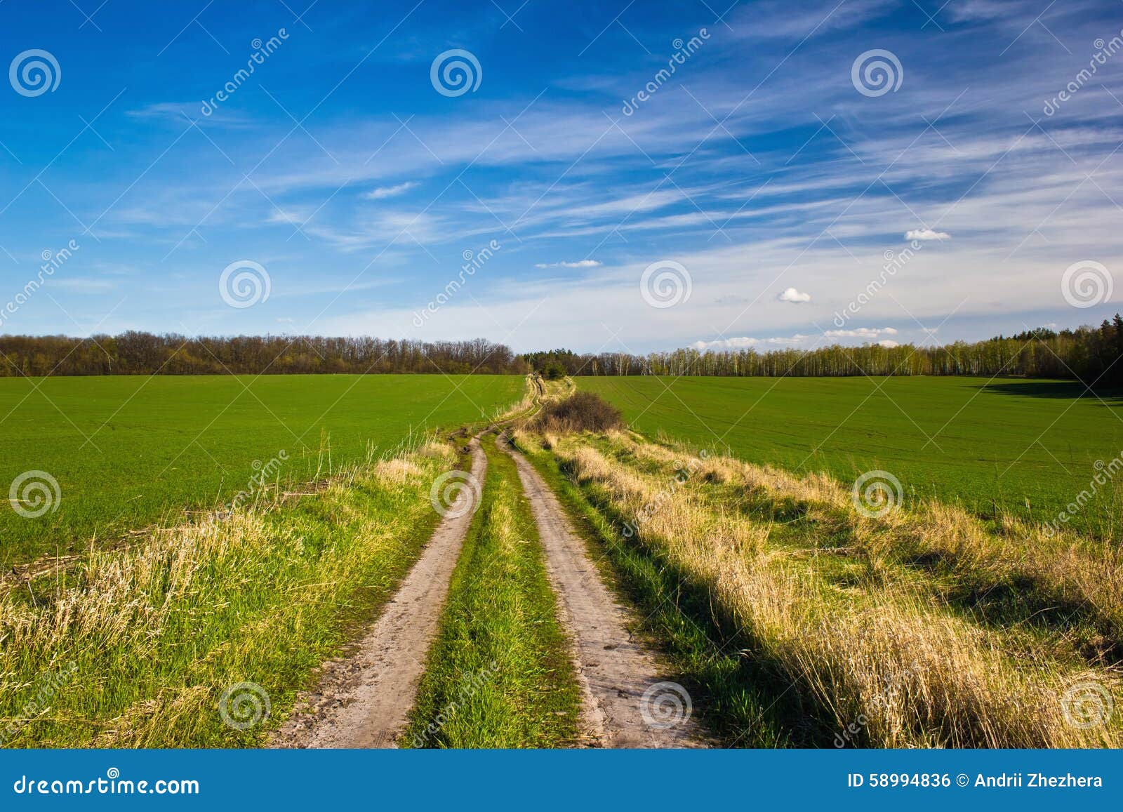 Spring landscape stock photo. Image of grass, growth - 58994836