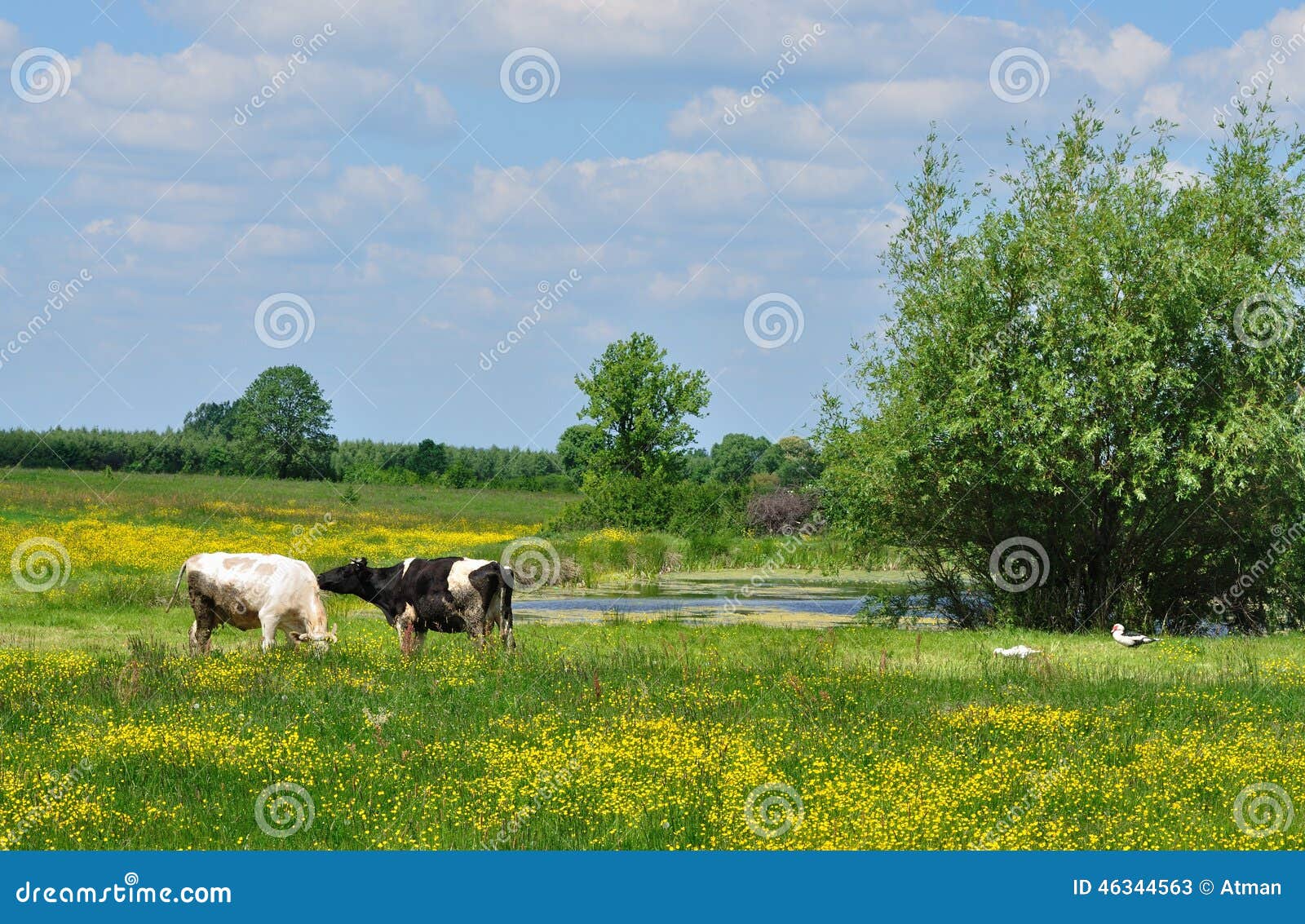 Spring landscape with cows stock image. Image of green - 46344563
