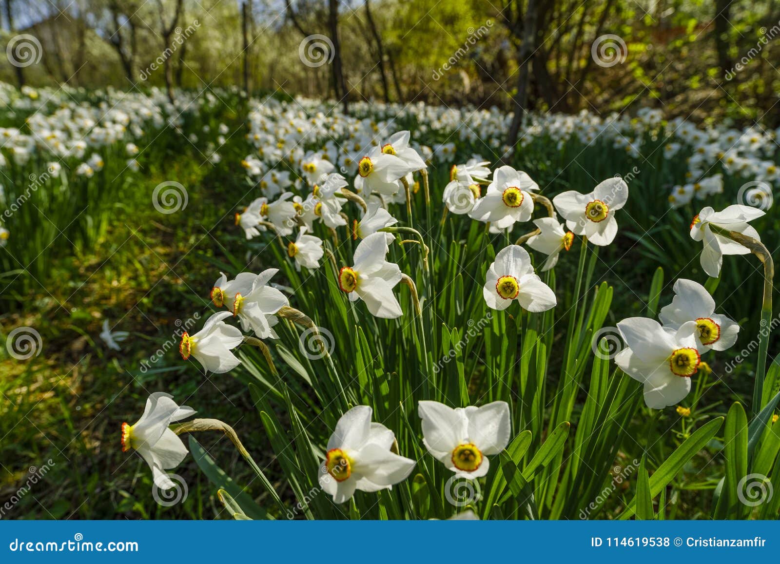 Spring Landscape with Daffodils among Trees Stock Photo - Image of ...
