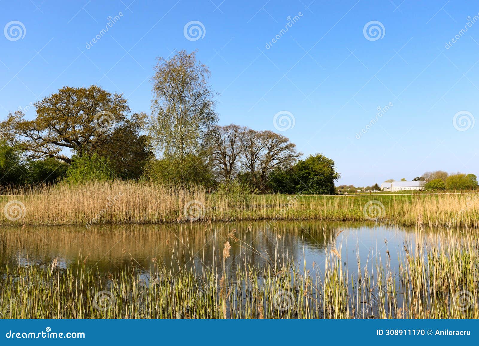 Spring Landscape in Denmark. Grassy Lake, Trees and a Farm in the ...