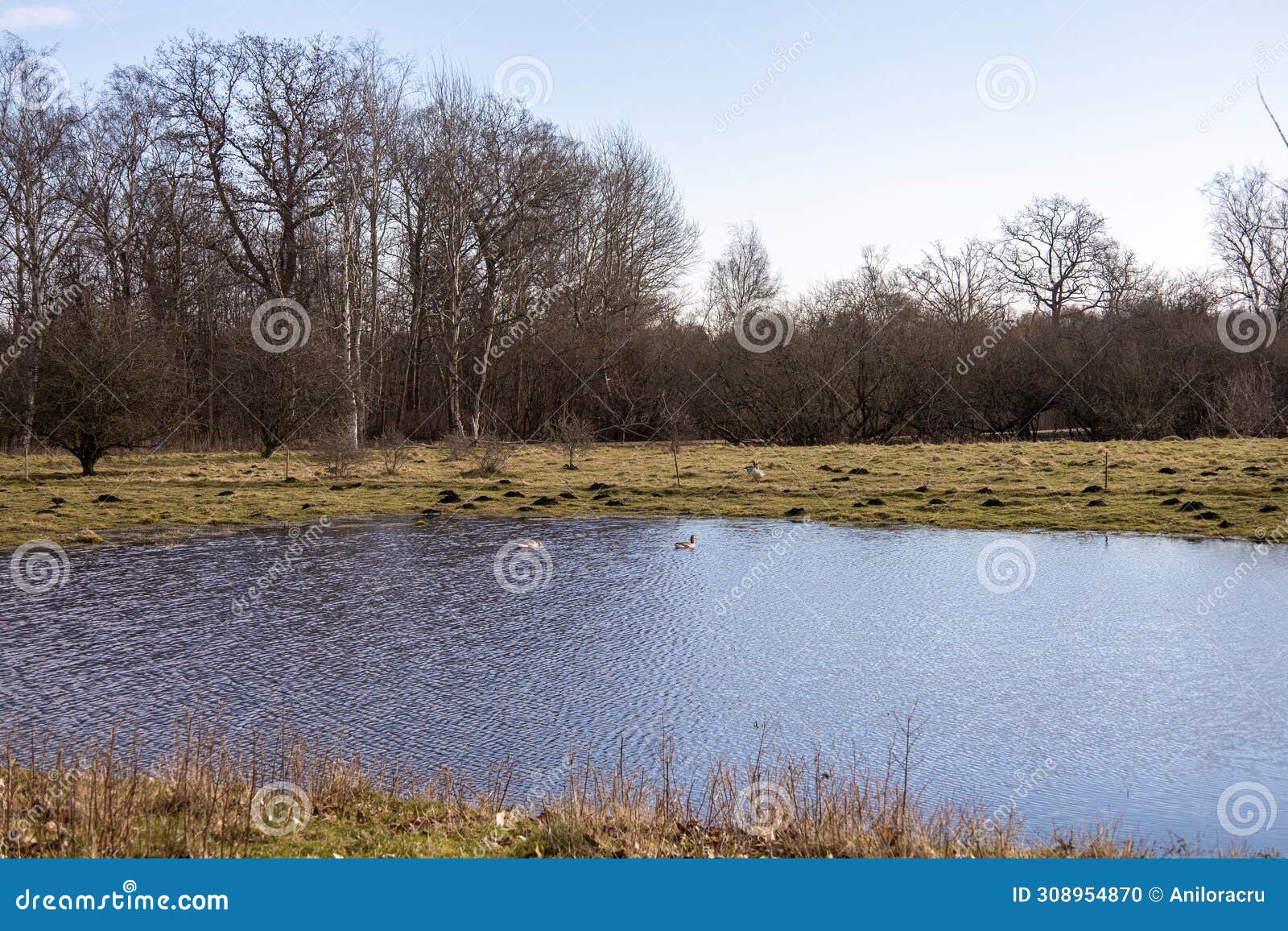 Spring Landscape in Denmark. Lake with Ducks on the Background of Trees ...