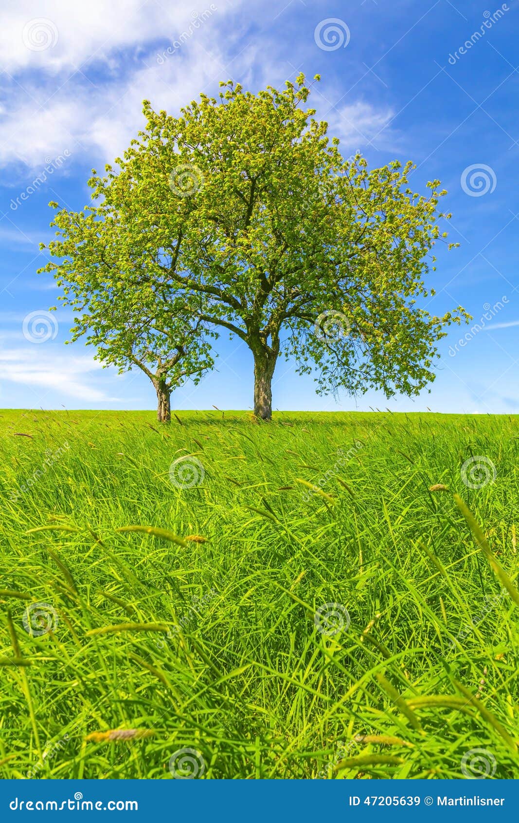 Spring Landscape, Field and Blue Sky Stock Image - Image of nature ...