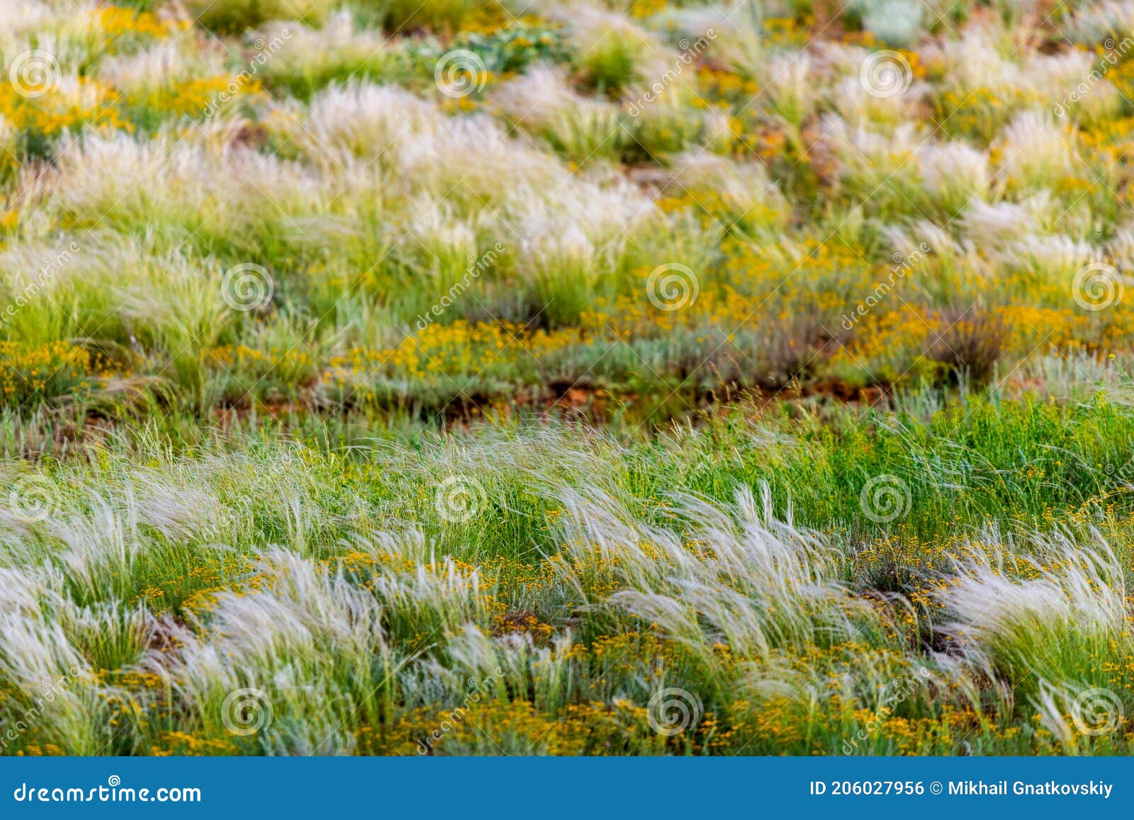 Spring Landscape, Field of Feather Grass and Tancy Stock Photo - Image ...