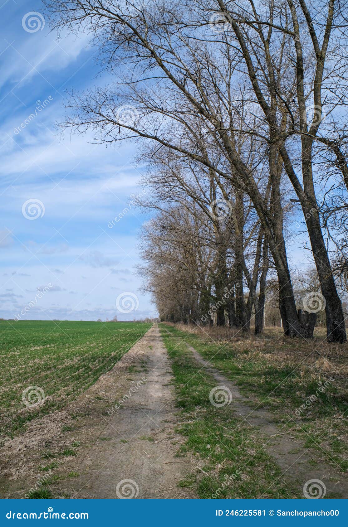 Spring Landscape of a Field Road with Trees and a Field. Stock Image ...