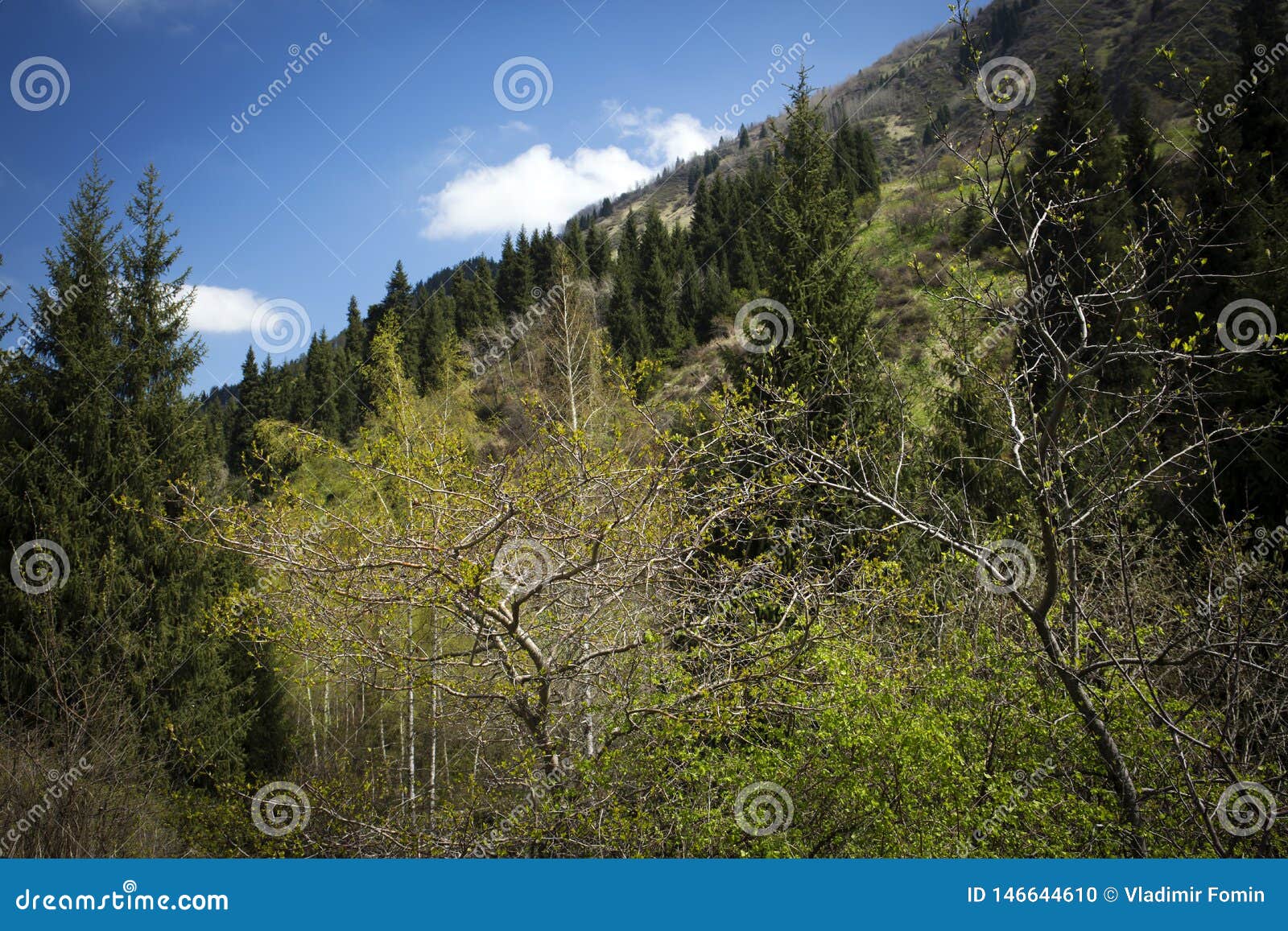 Spring Landscape in the Mountain Forest. Stock Photo - Image of green ...