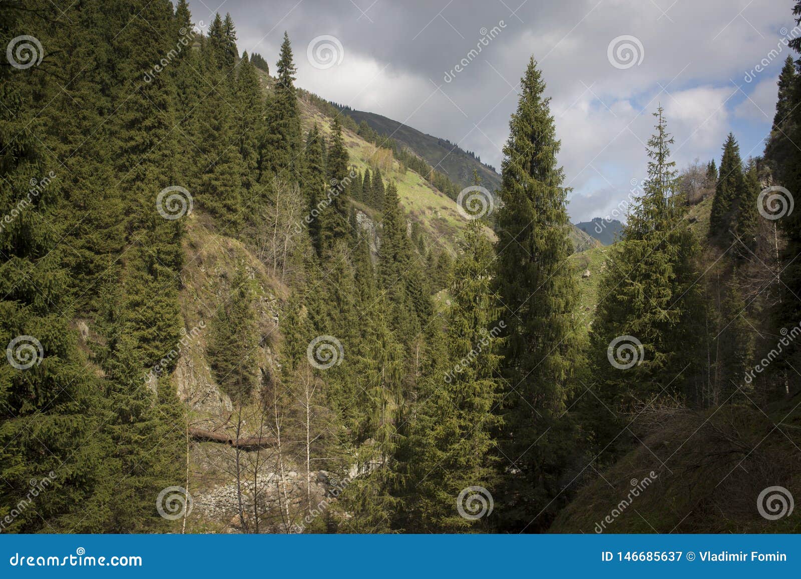 Spring Landscape in the Mountain Forest. Stock Image - Image of ...