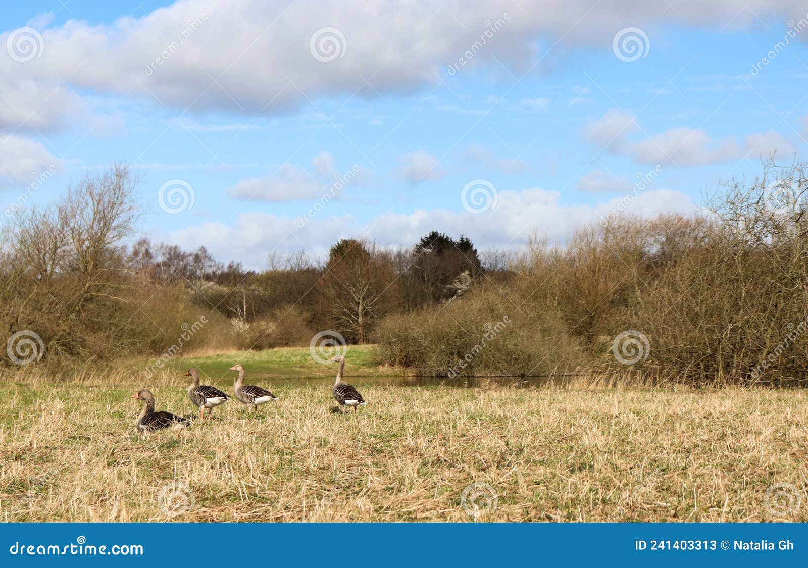 A Flock of Gray Geese Walk Across the Field. Stock Image - Image of ...