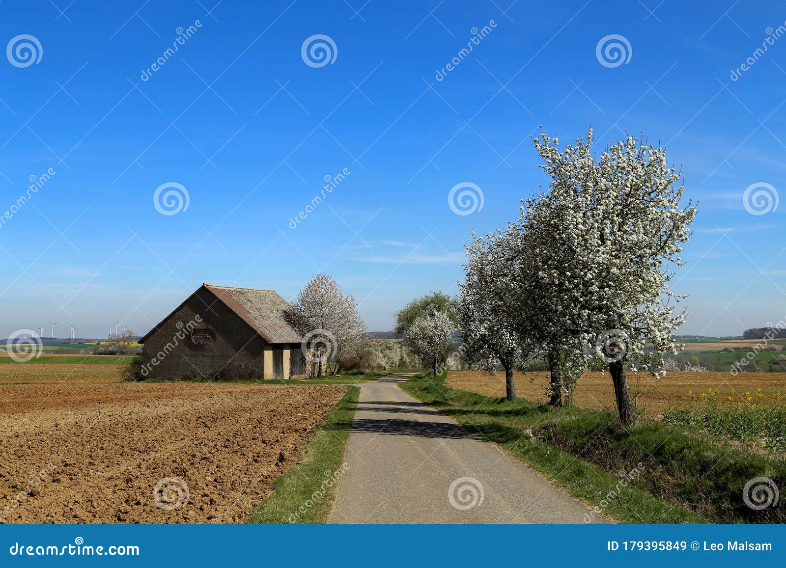 Spring Landscape with Flowering Apple Trees by the Road Stock Image ...