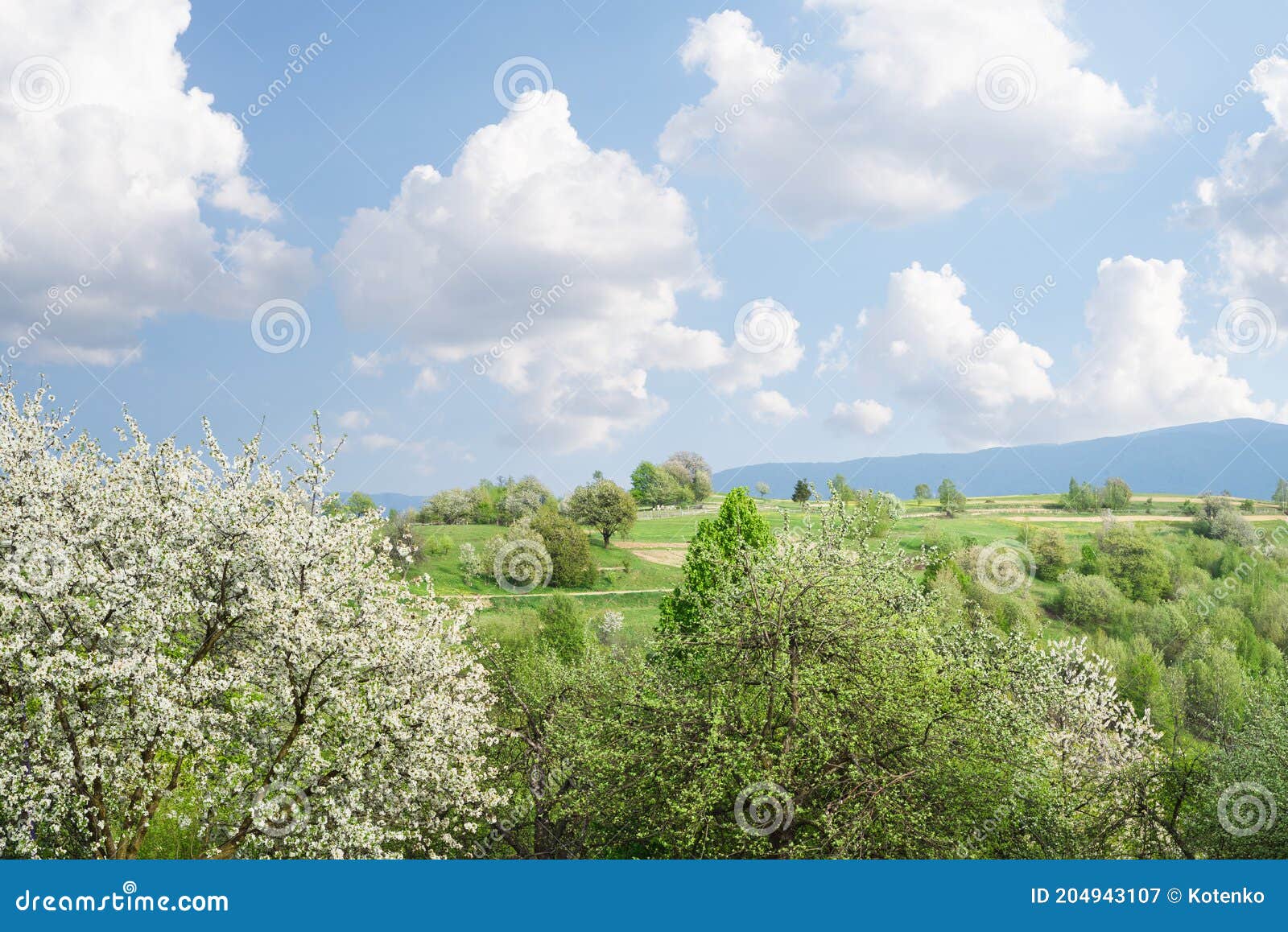 Spring Landscape with Flowering Trees Stock Image - Image of green ...