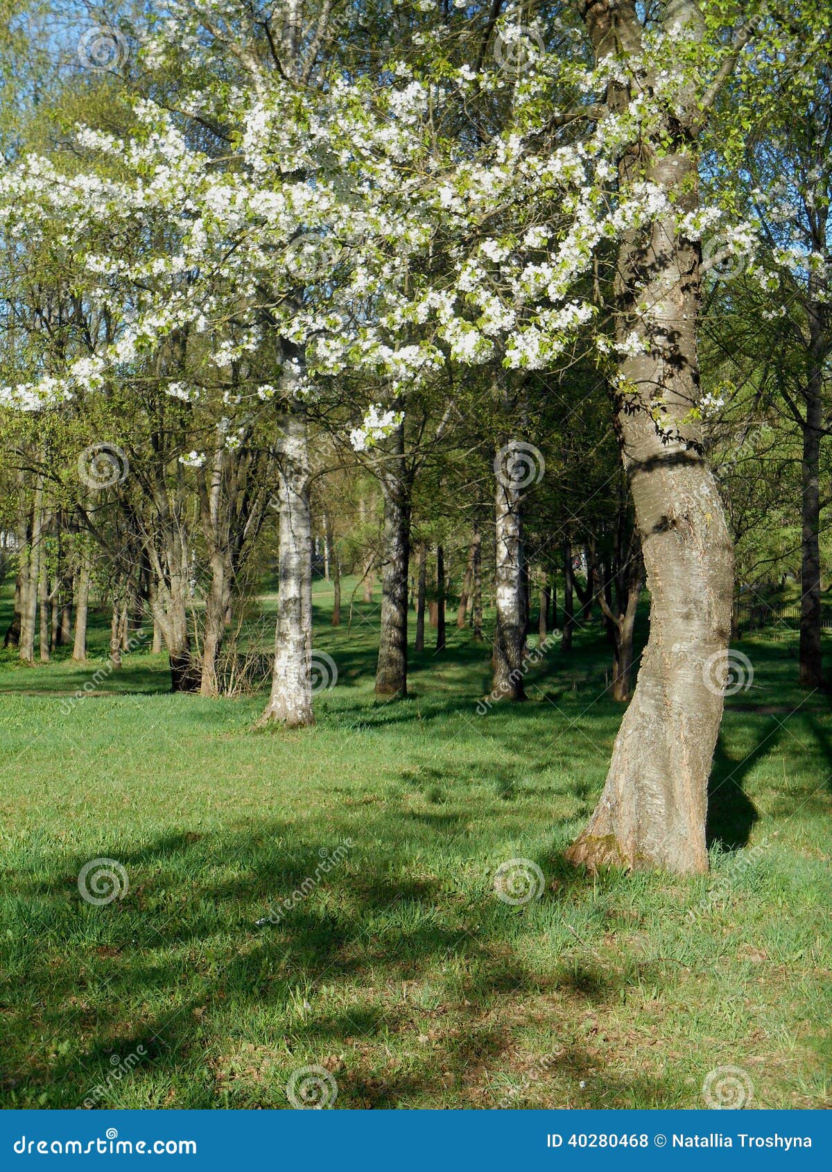 Spring Landscape Flowering Trees Stock Photo - Image of green, natural ...