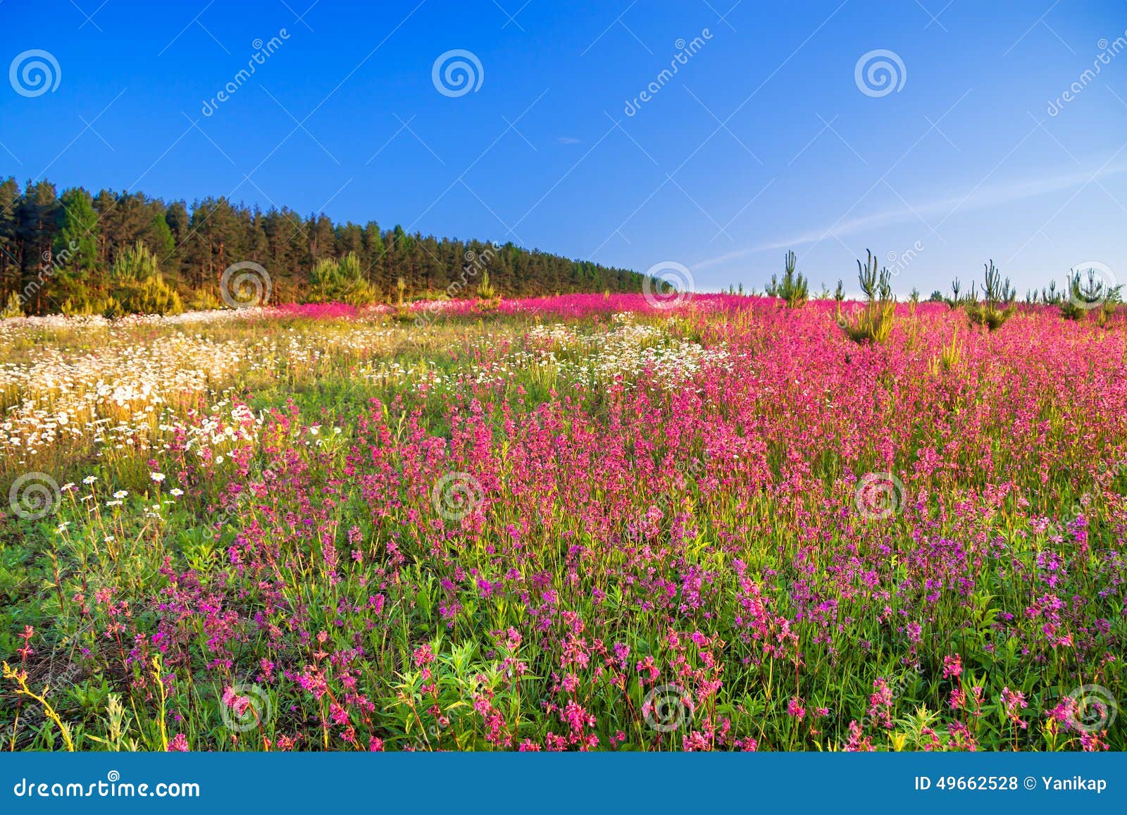 Spring Landscape with Flowers on a Meadow Stock Photo - Image of hill ...