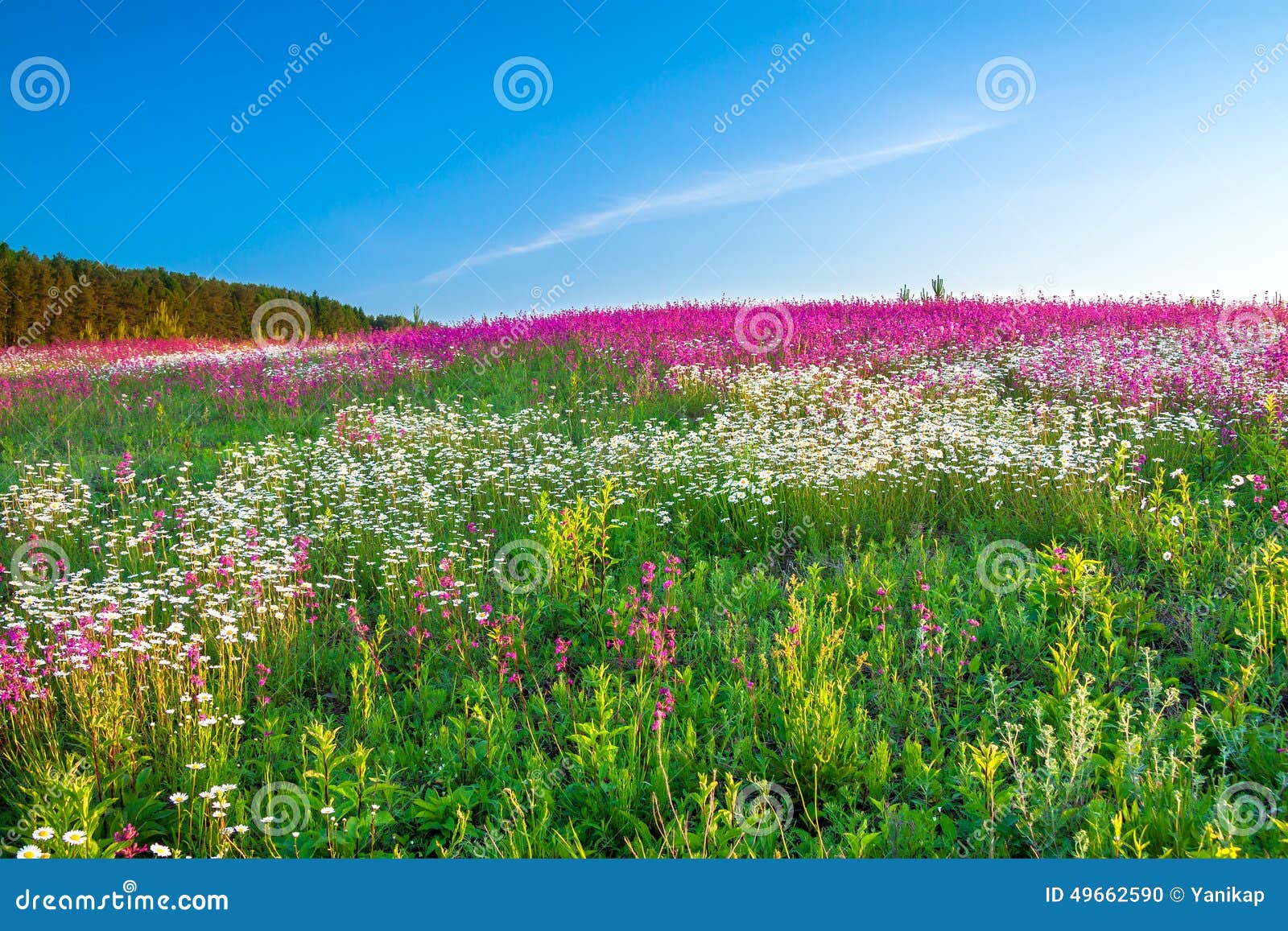 Spring Landscape with Flowers on a Meadow Stock Photo - Image of ...