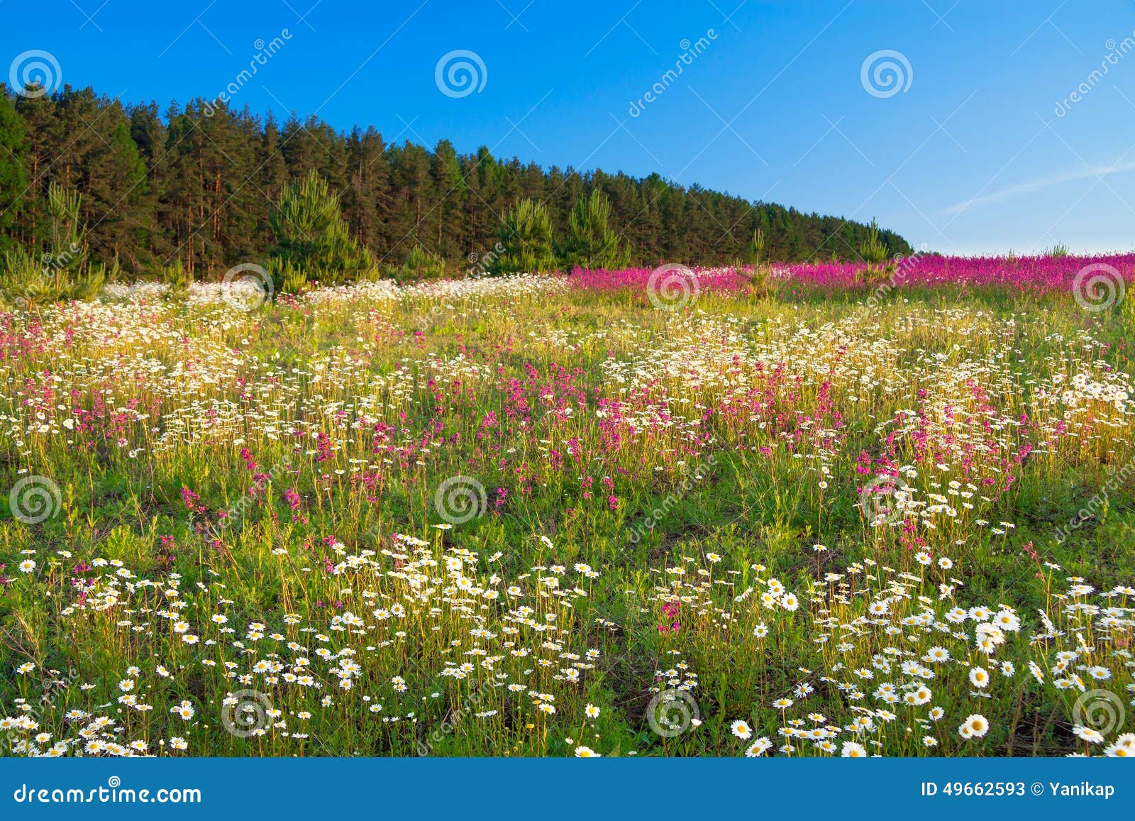 Spring Landscape with Flowers on a Meadow and Sunset Stock Image ...