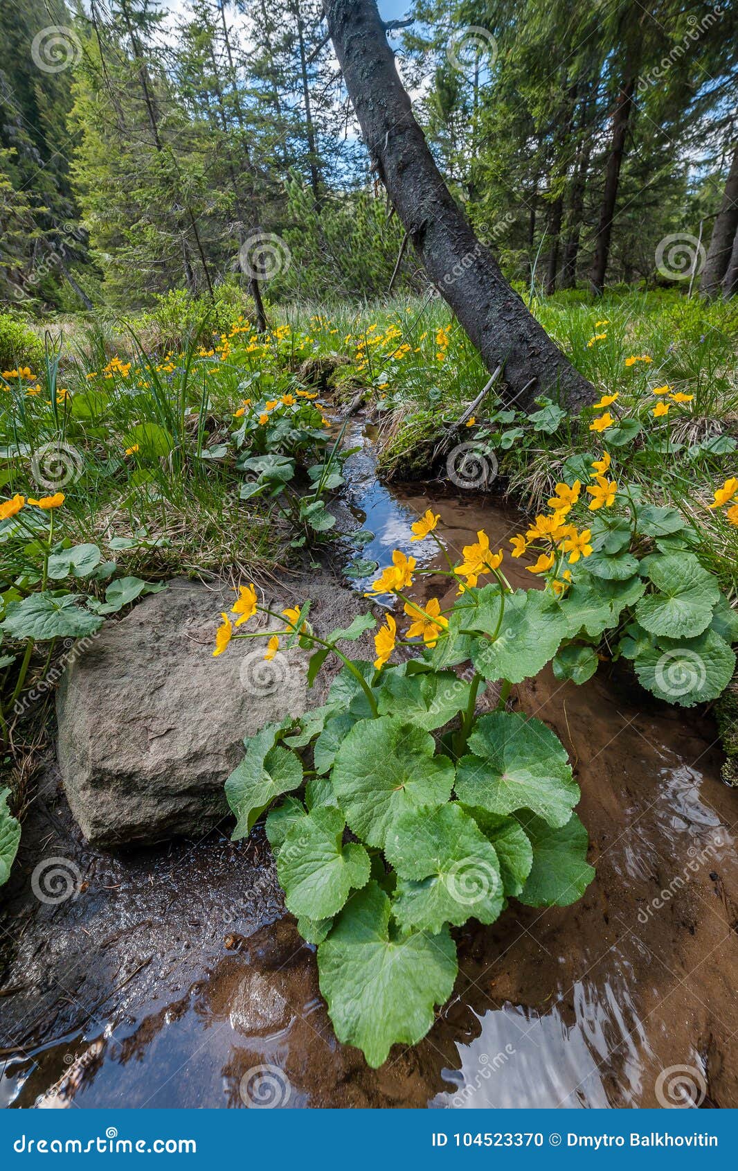 Spring Landscape with Flowers Stock Photo - Image of sunrise, green ...