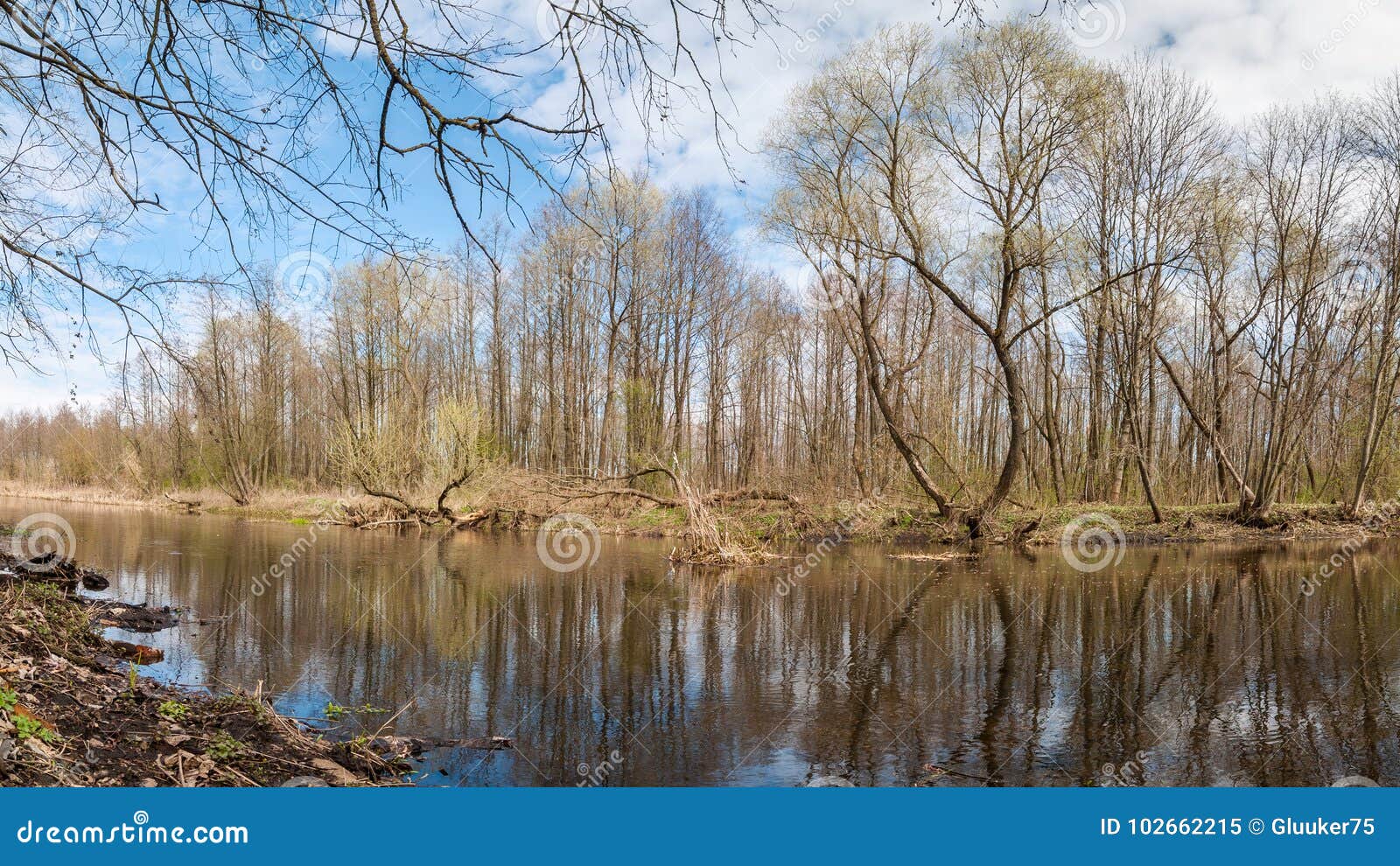 Spring Landscape. a Forest River with Trees on the Coasts Stock Image ...