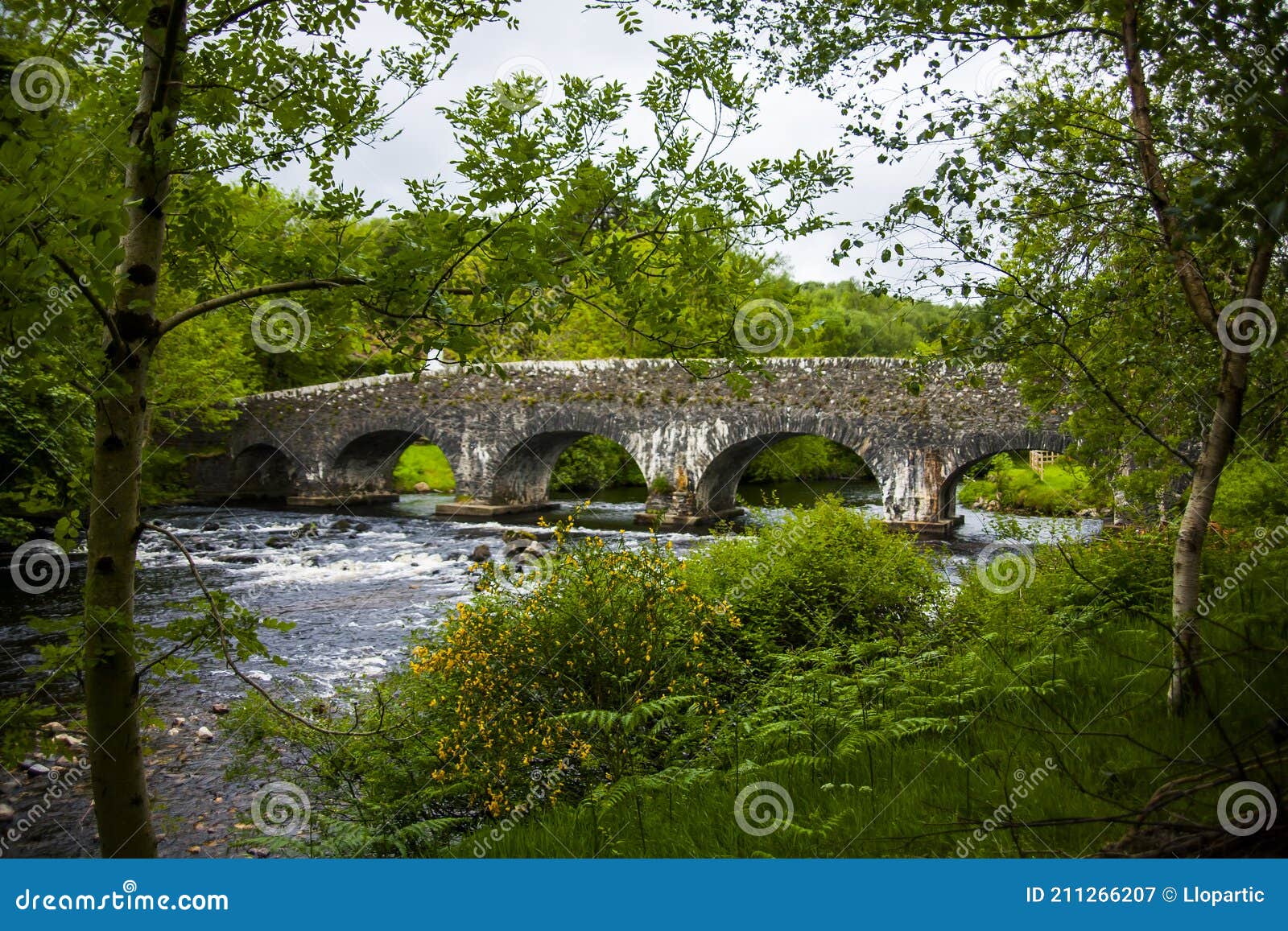 Spring Landscape in the Forests of Ireland Stock Image - Image of irish ...