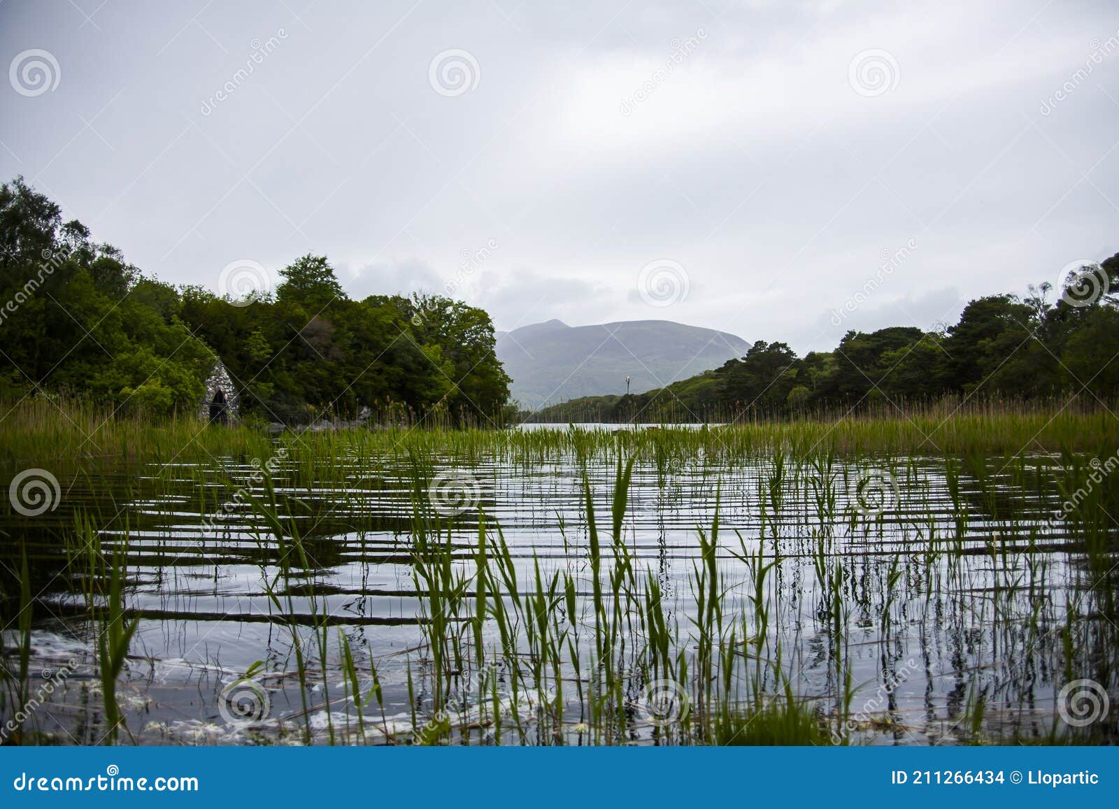 Spring Landscape in the Forests of Ireland Stock Photo - Image of ...