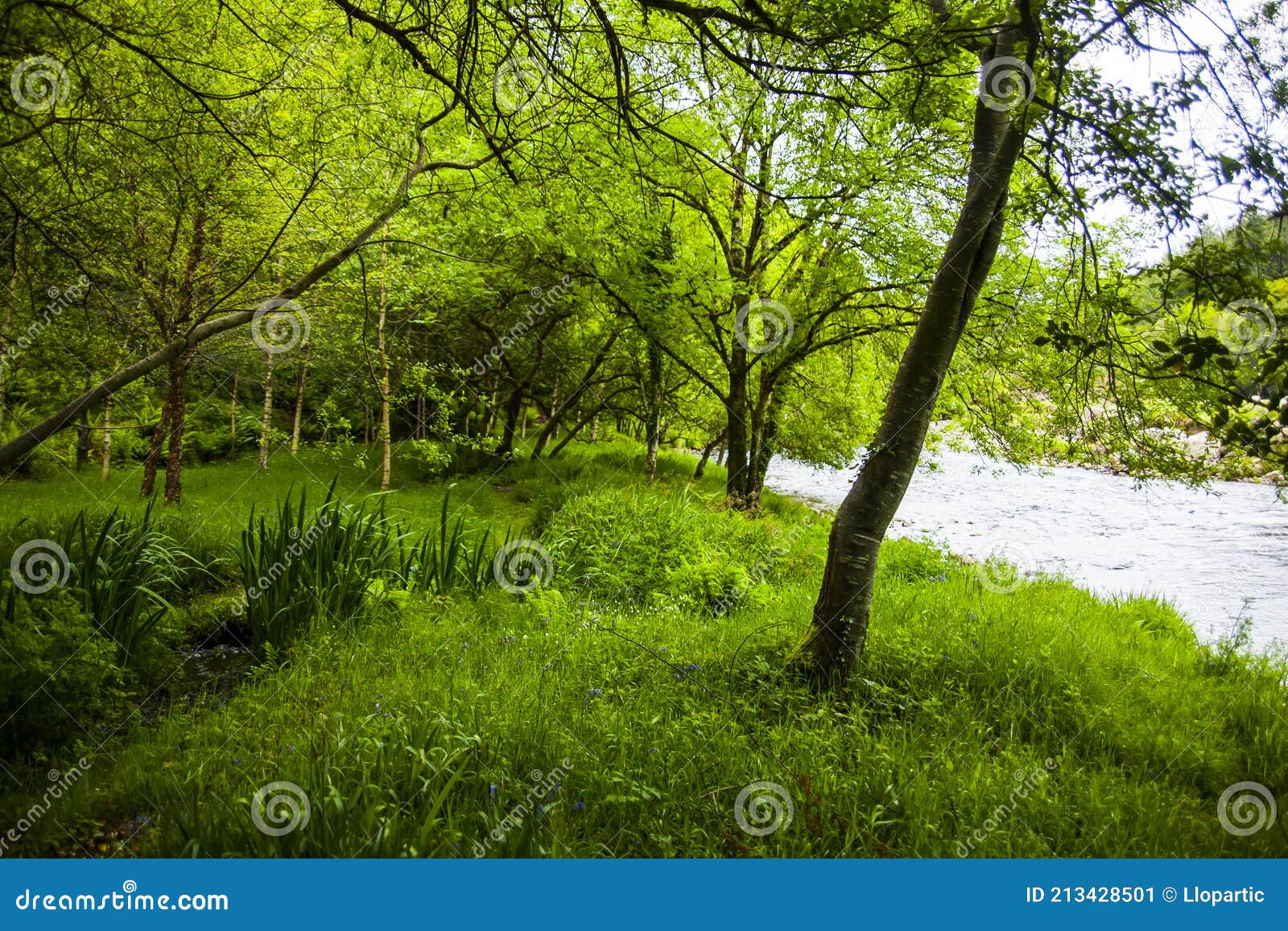 Spring Landscape in the Forests of Ireland Stock Image - Image of ...