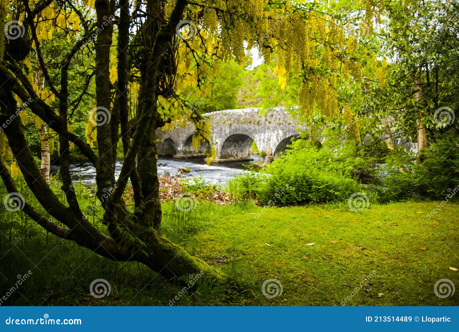 Spring Landscape in the Forests of Ireland Stock Image - Image of flora ...