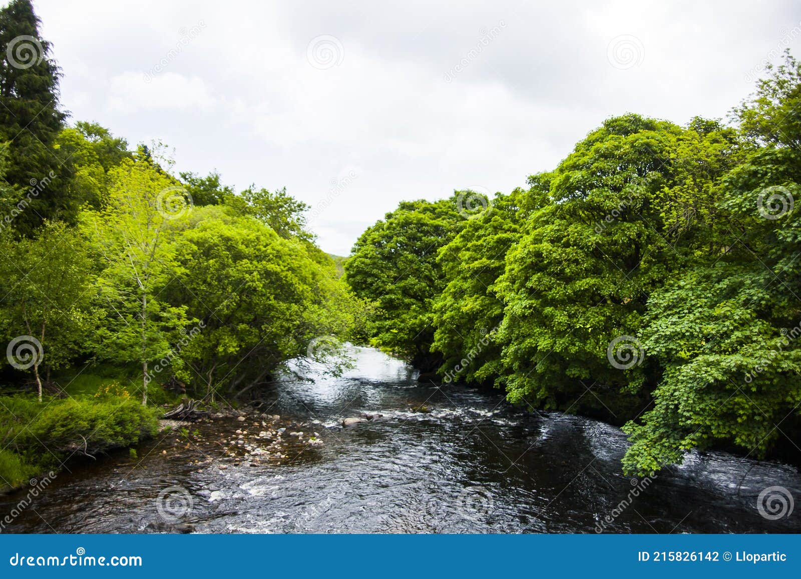 Spring Landscape in the Forests of Ireland Stock Photo - Image of ...