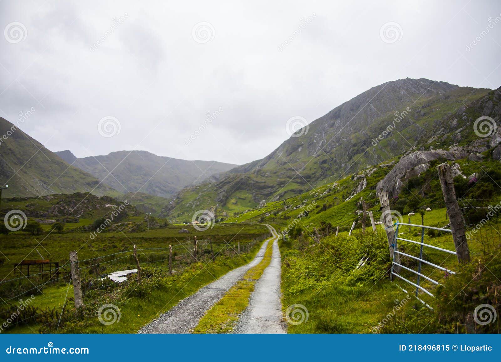 Spring Landscape in the Forests of Ireland Stock Image - Image of west ...