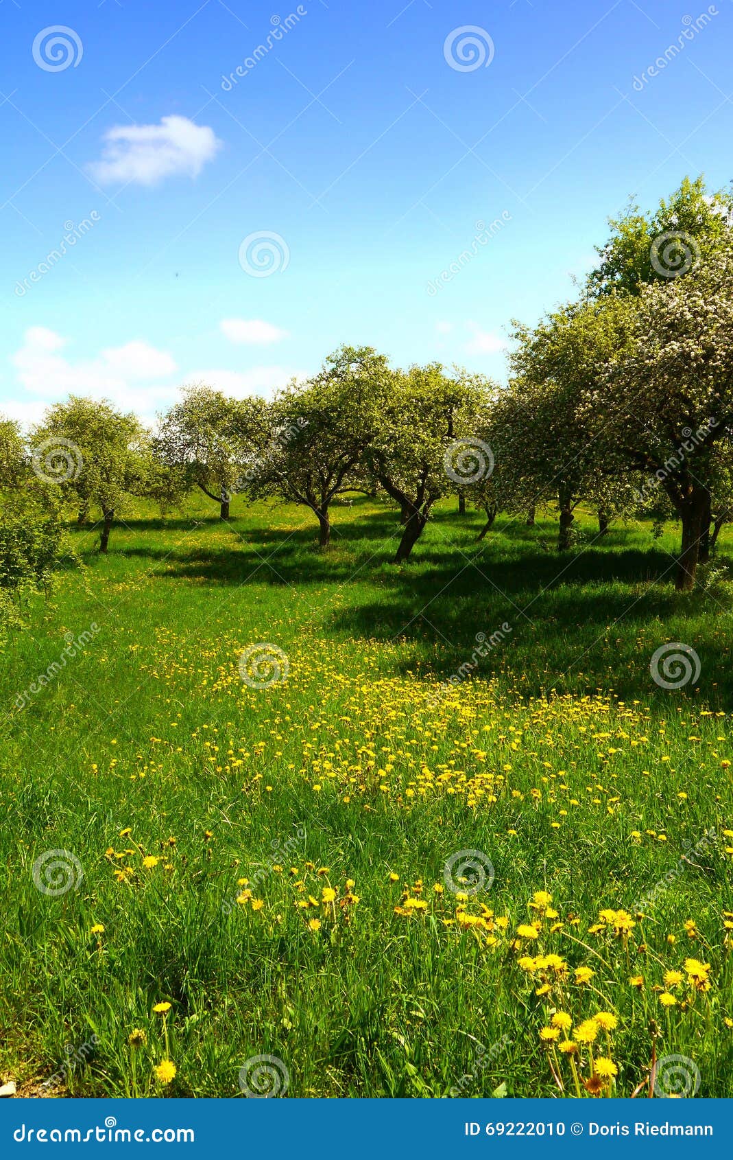 Spring Landscape Germany Fields Flowers Summer Sun Spring Landscape ...