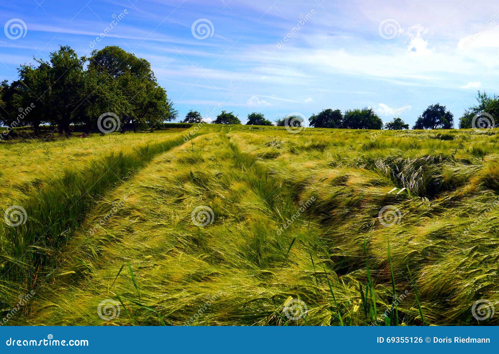 Spring Landscape Germany Fields Flowers Summer Sun Spring Landscape ...