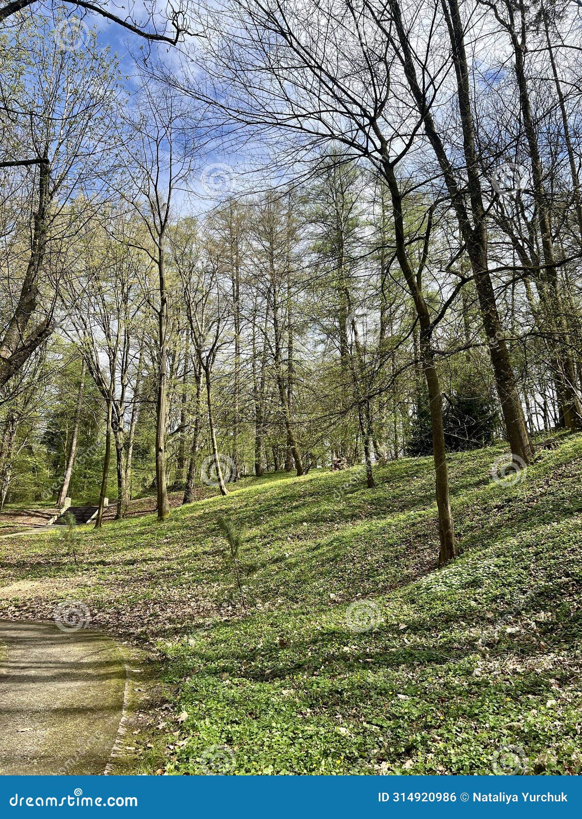 Spring Landscape with Green Grass and Trees in the Park Stock Photo ...