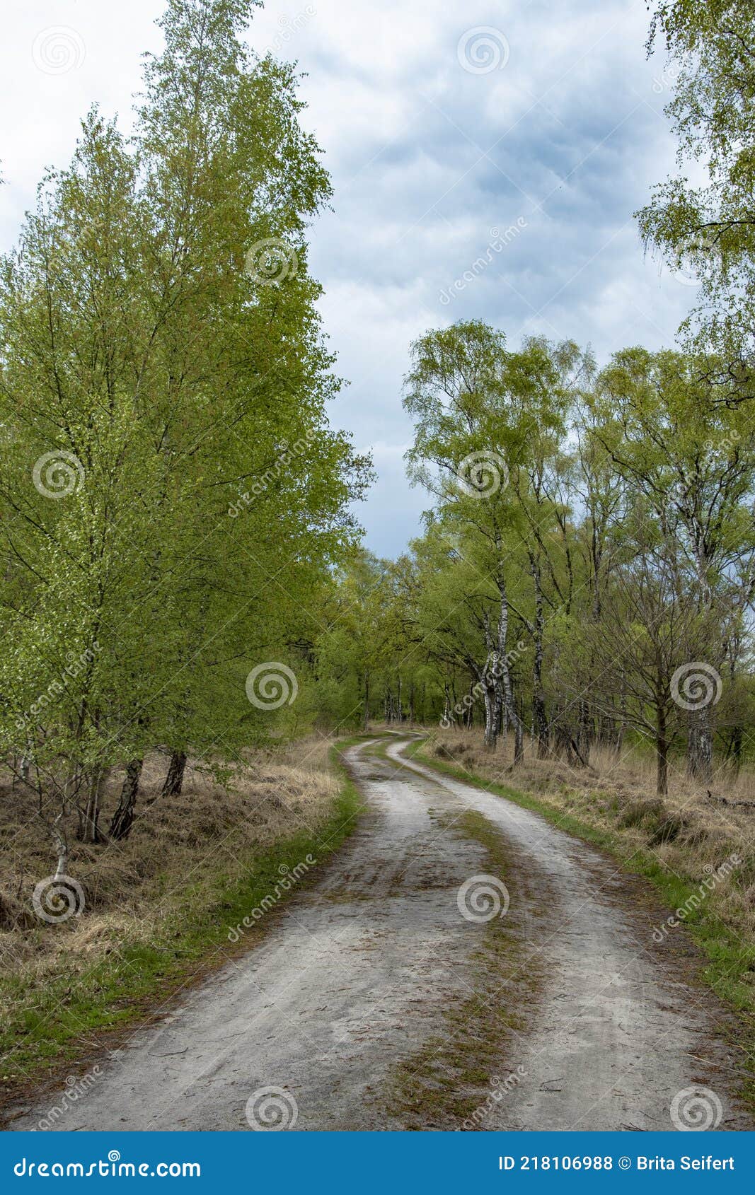 Spring Landscape, Green Springtime Trees. Spring Pathway in the Forest ...