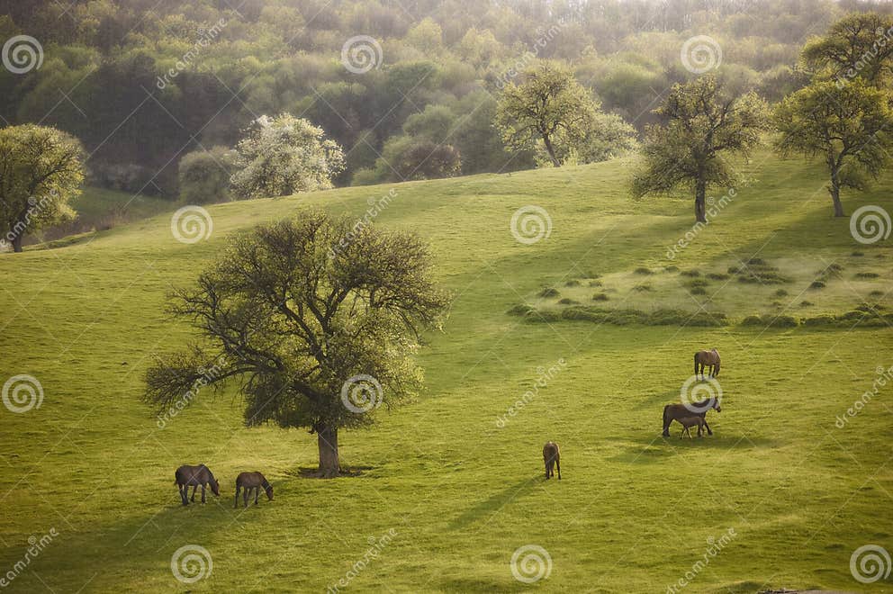 Spring Landscape with Horse at Evening Stock Photo - Image of hill ...