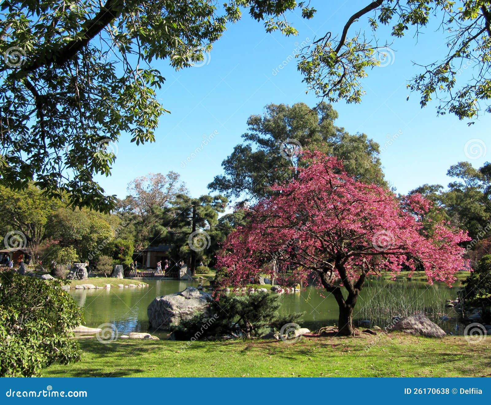 Spring Landscape in the Japanese Garden Stock Photo - Image of blossom ...