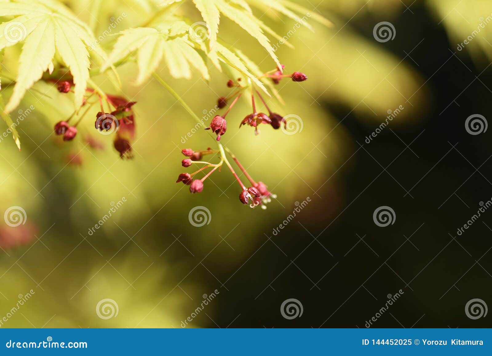Japanese maple flowers stock image. Image of branch - 144452025