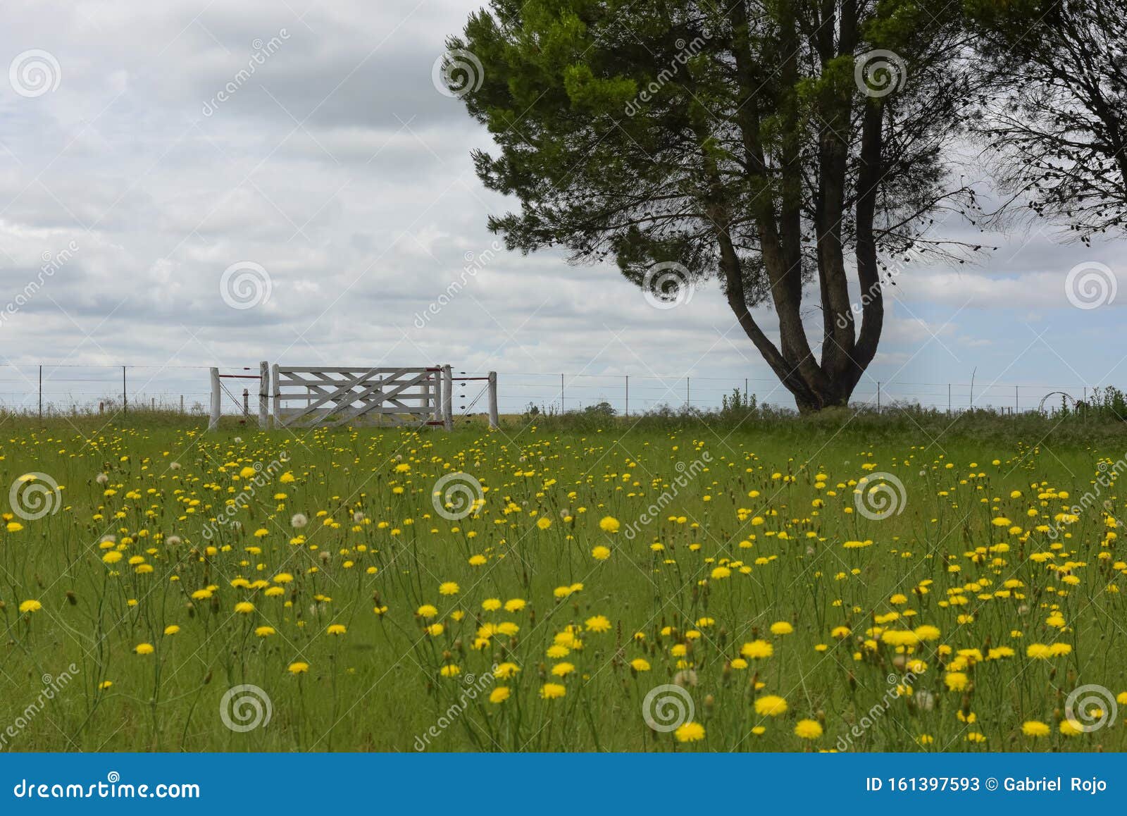 Spring landscape, stock image. Image of horizon, landscape - 161397593