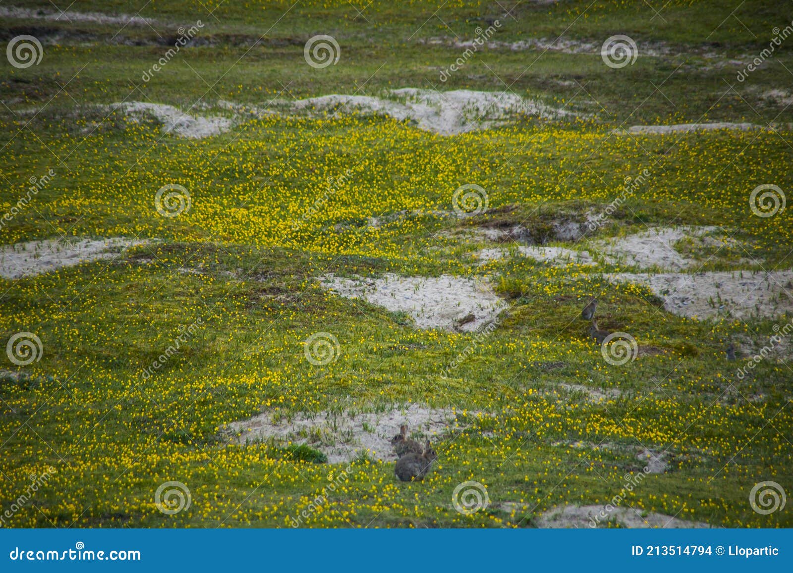 Spring Landscape in the Lands of Ireland Stock Photo - Image of ecology ...