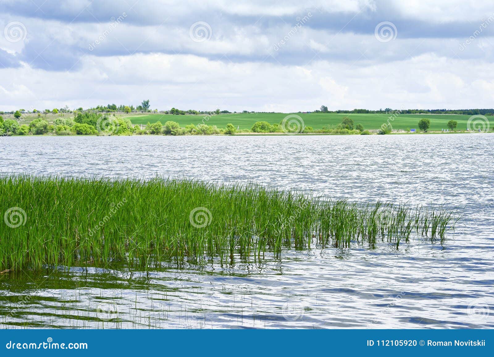 Spring Landscape a Large Lake with Areas of Rising Young Cane. Stock ...