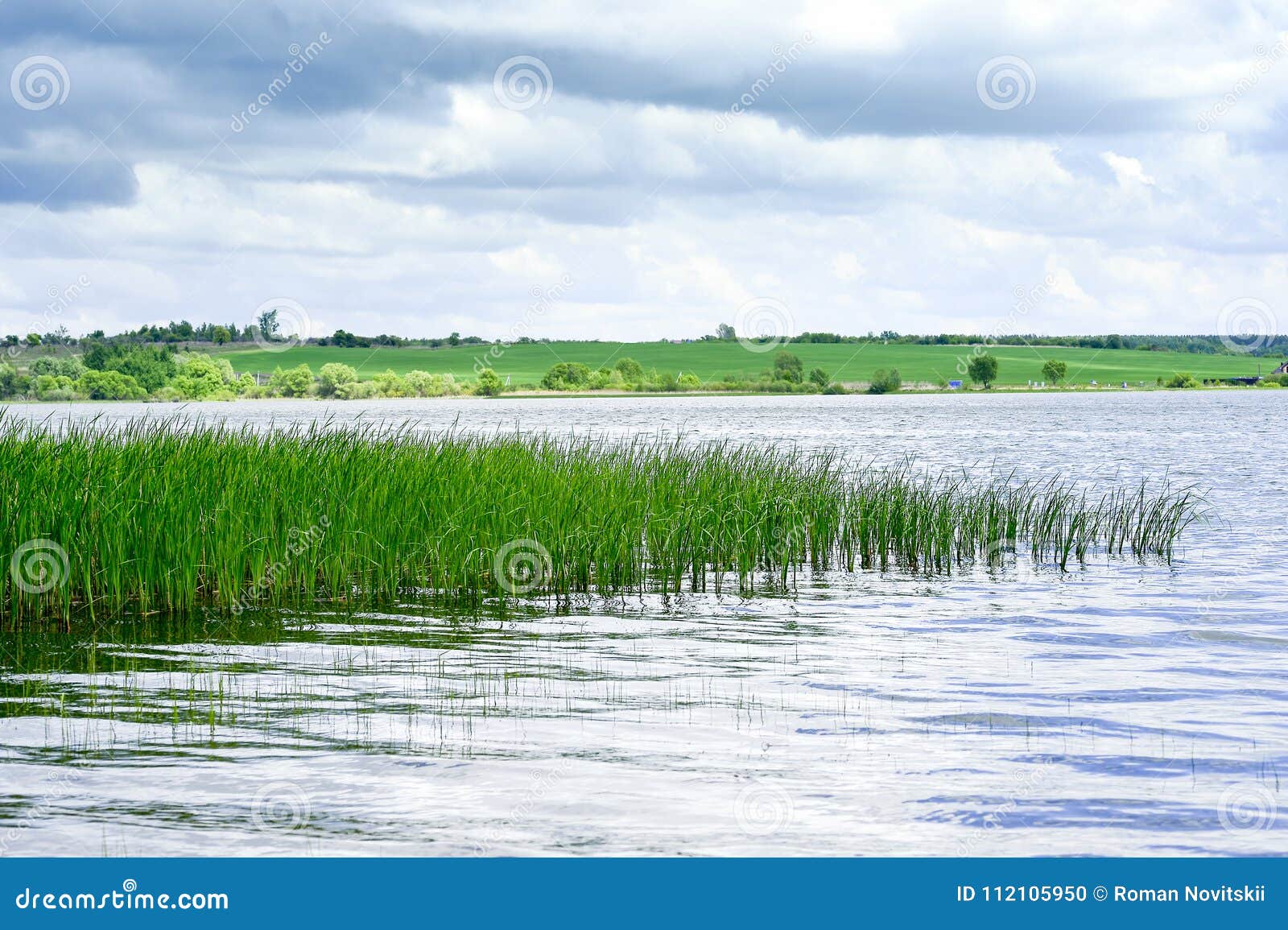 Spring Landscape a Large Lake with Areas of Rising Young Cane. Stock ...
