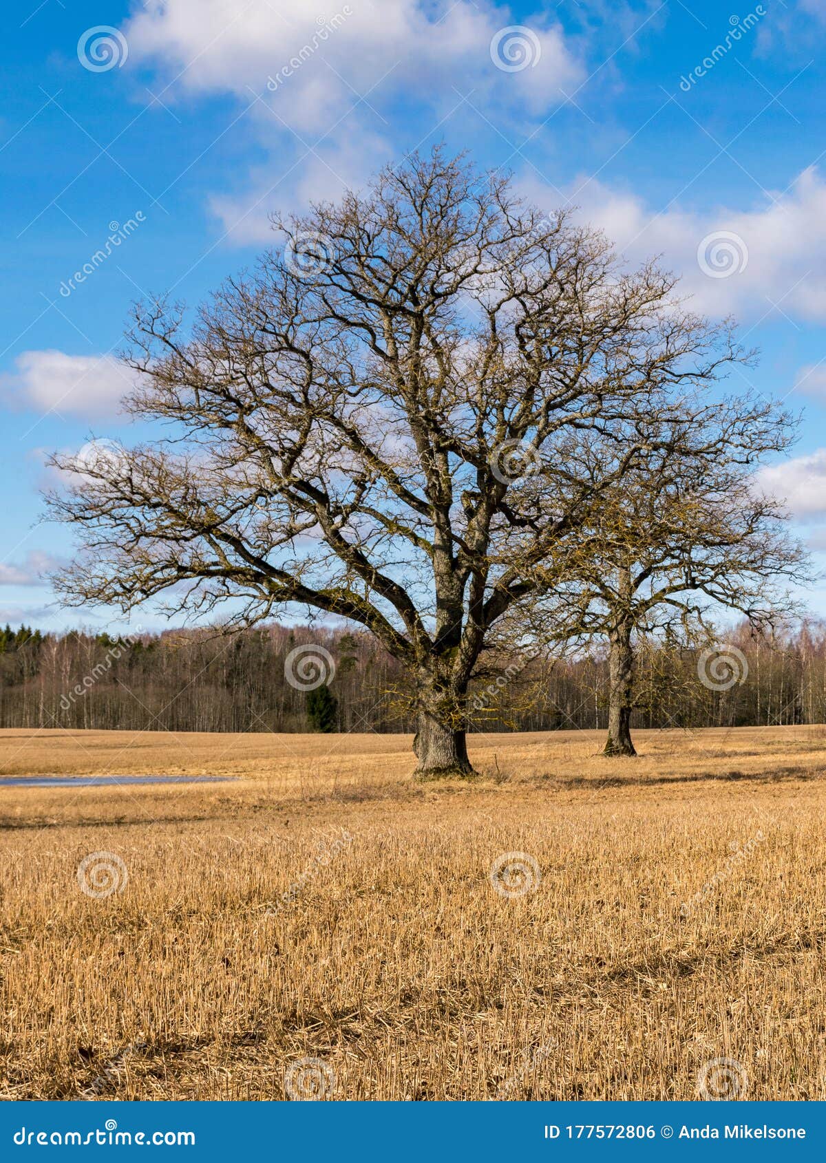 Spring Landscape with Lone Oak Tree in the Middle of the Field Stock ...