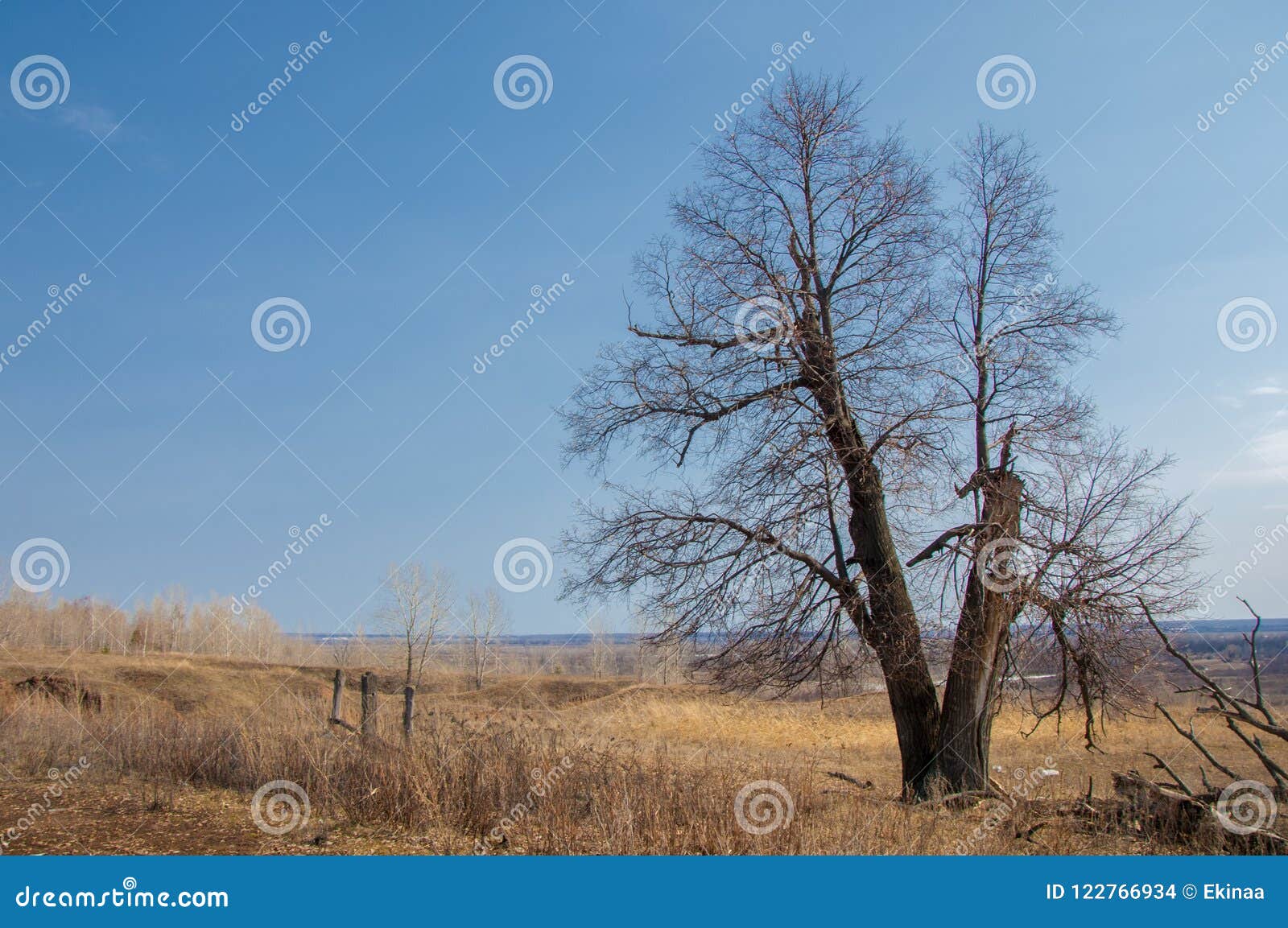 Spring Landscape. Lonely Tree in Early Spring, Tree without Leaves ...
