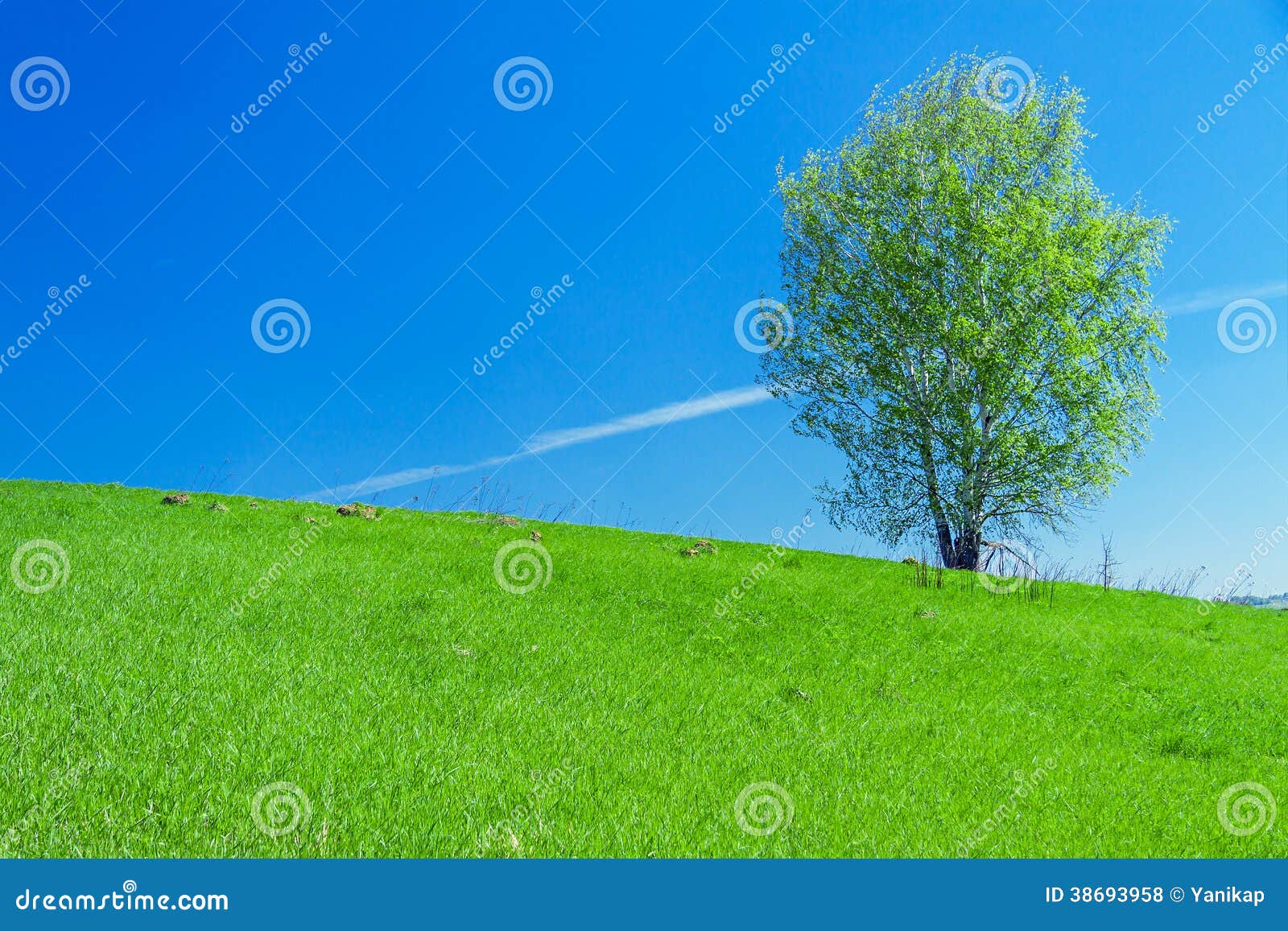 Spring Landscape with a Lonely Tree in the Field Stock Photo - Image of ...