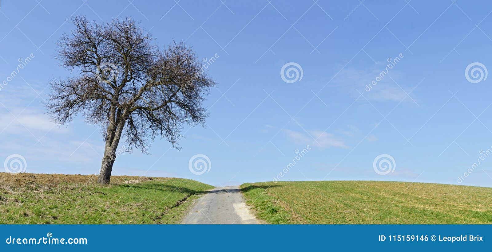Sunny Spring Landscape with Lonely Tree Stock Photo - Image of leafless ...