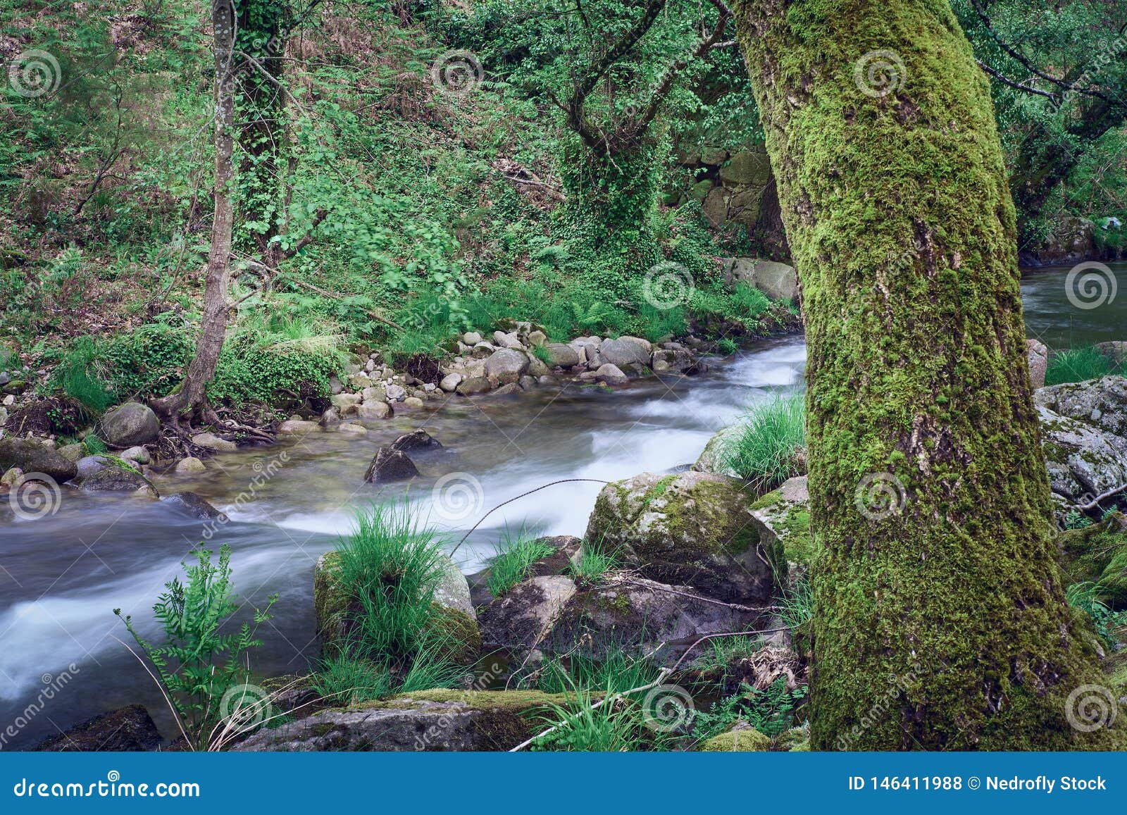 Spring Landscape with Lots of Vegetation and Water Running Down the ...