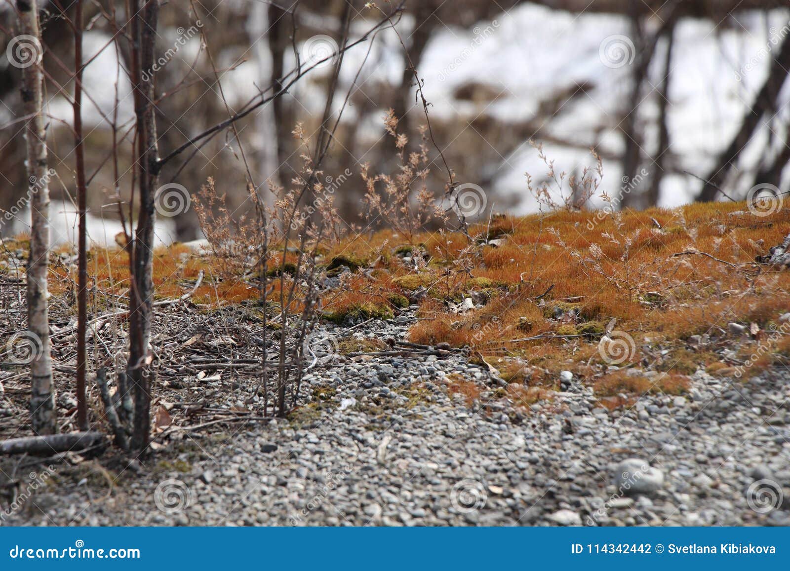 Spring Landscape / Macro Photography in the Forest Stock Photo - Image ...