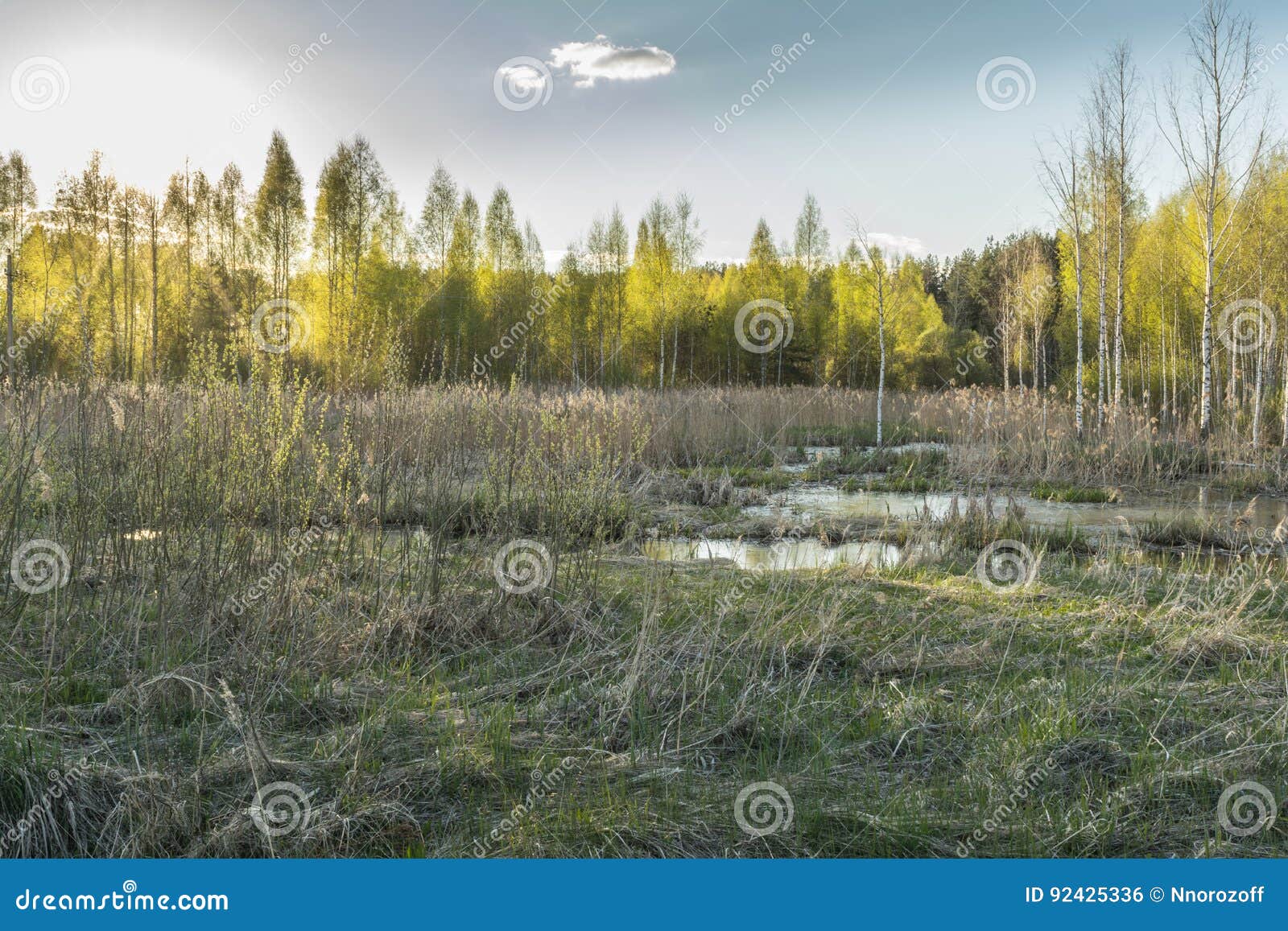 Spring Landscape of the Marsh at Sunset, Young Trees Grow among the ...