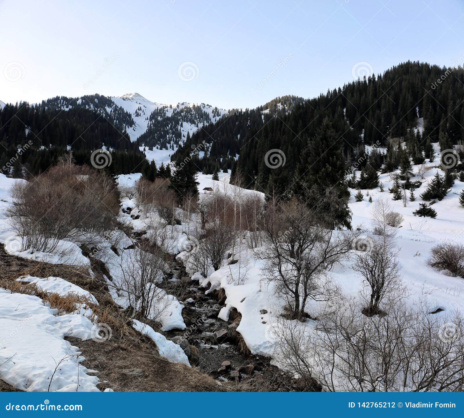 Forest in the Mountains in the Spring. Stock Photo - Image of soft ...