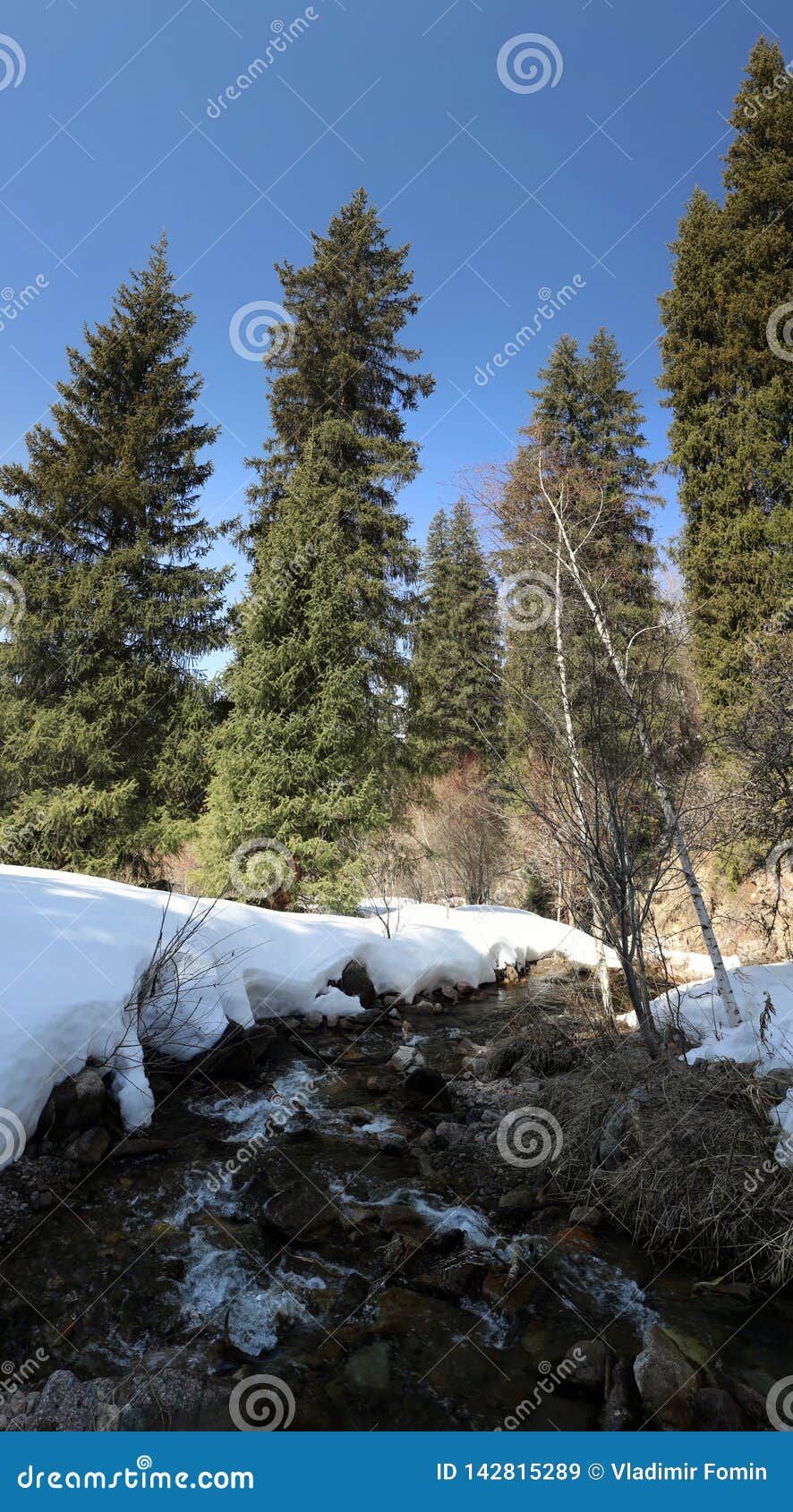 Forest in the Mountains in the Spring. Stock Image - Image of ...
