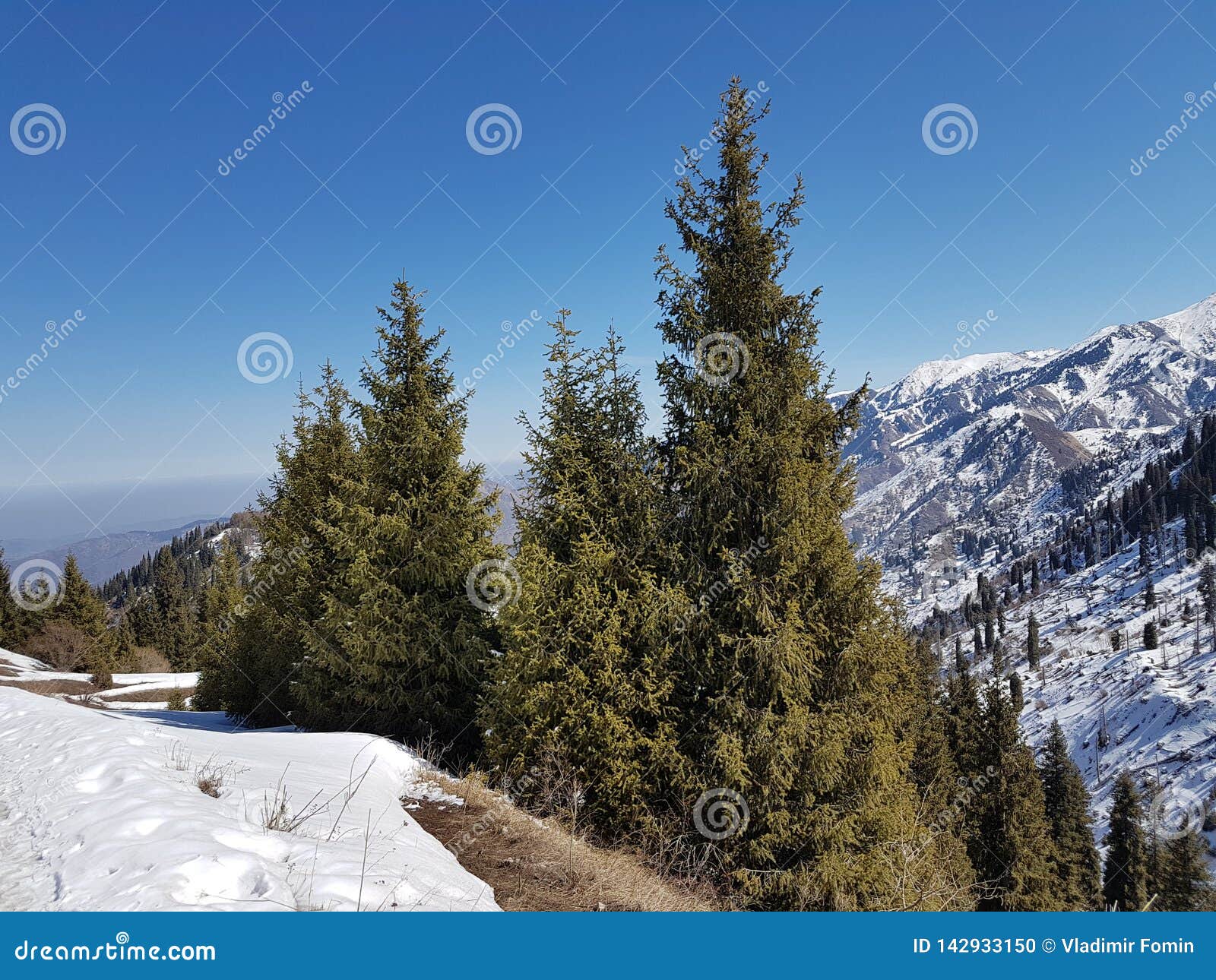 Forest in the Mountains in the Spring. Stock Photo - Image of landscape ...