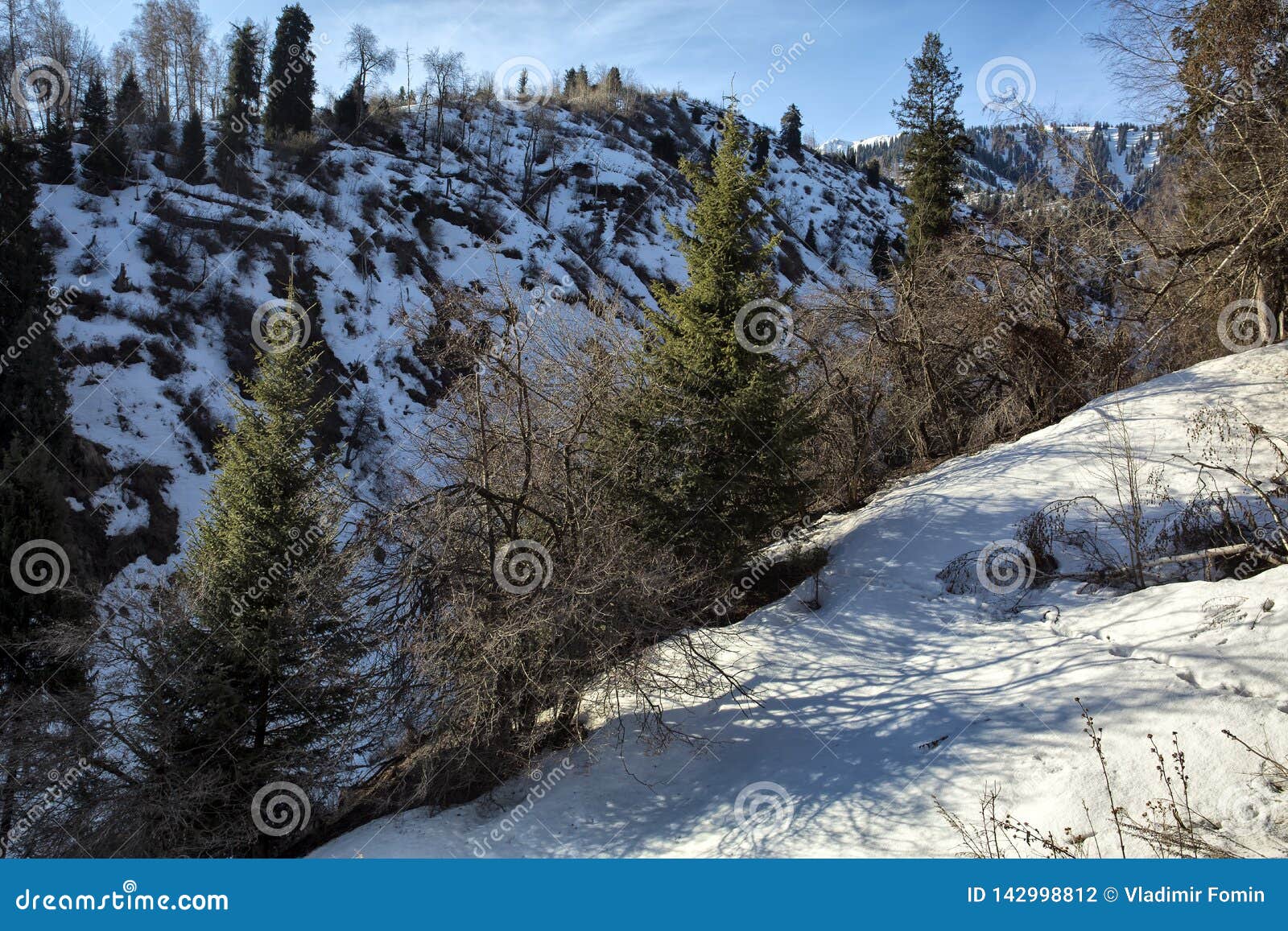 Forest in the Mountains in the Spring. Stock Photo - Image of spring ...