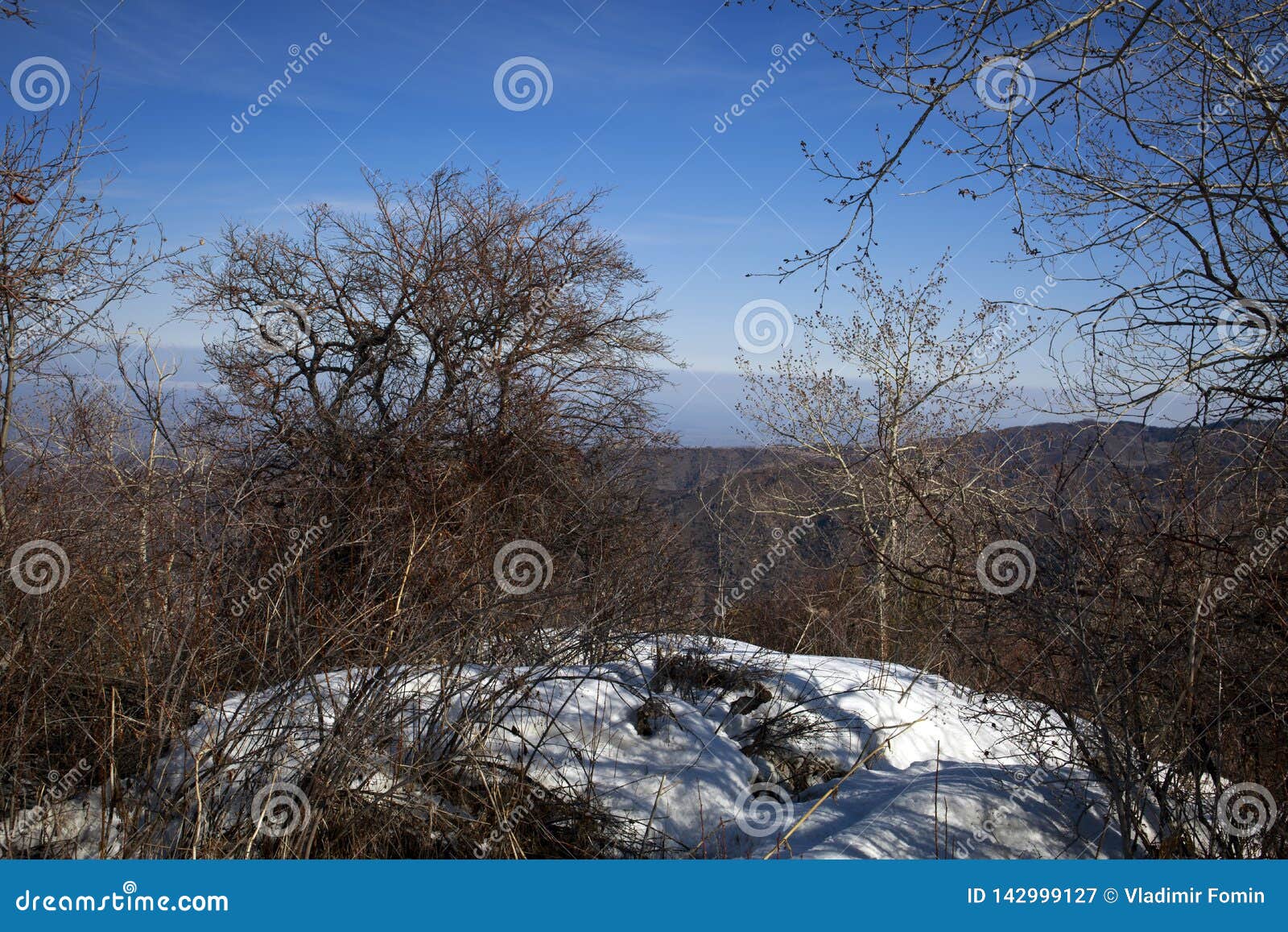 Forest in the Mountains in the Spring. Stock Image - Image of soft ...